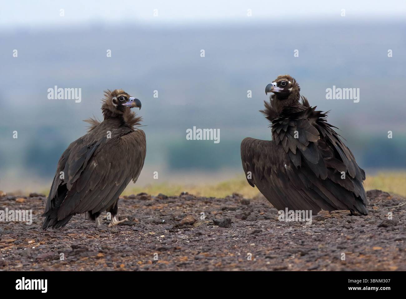 Cinereous Vulture also known as the Black Vulture, Eurasian Black ...