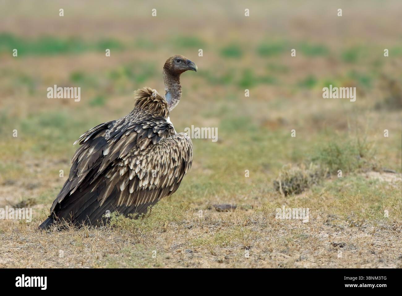 The Himalayan Vulture (Gyps Himalayensis) or Himalayan Griffon Vulture ...