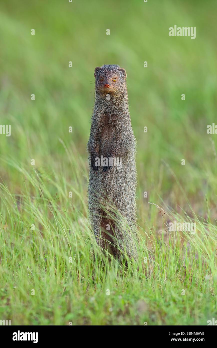 Indian Grey Mongoose or Asian Grey Mongoose is a mongoose species ...