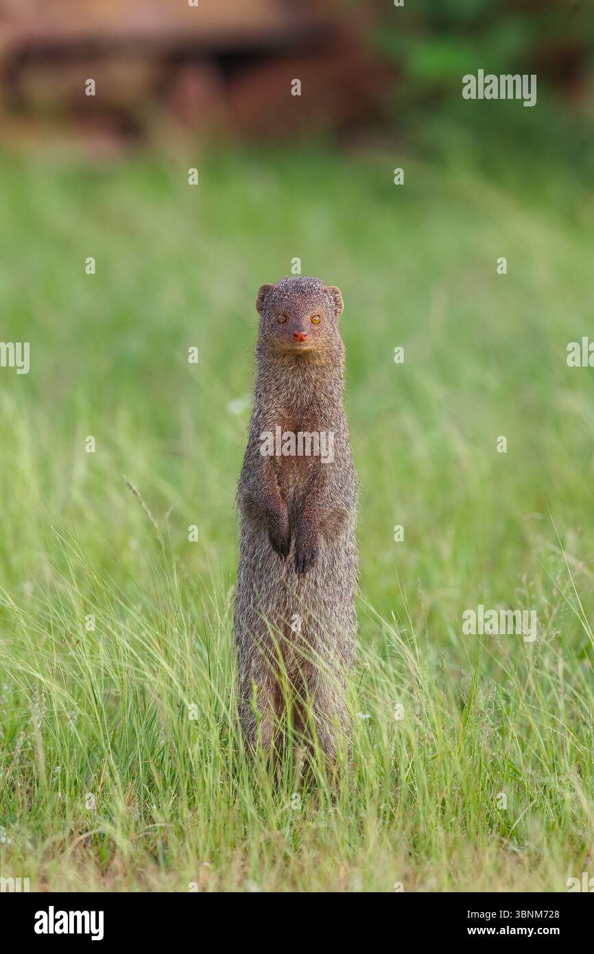Indian Grey Mongoose or Asian Grey Mongoose is a mongoose species ...