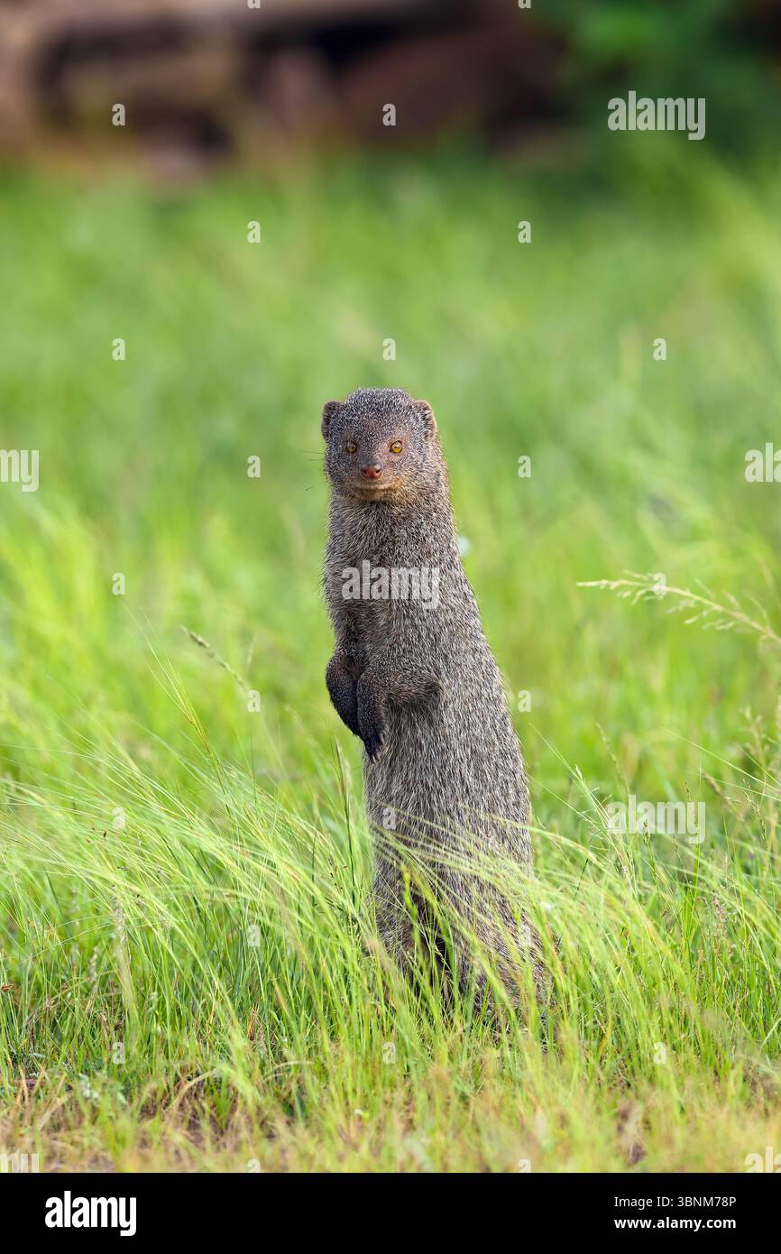 Indian Grey Mongoose or Asian Grey Mongoose is a mongoose species ...
