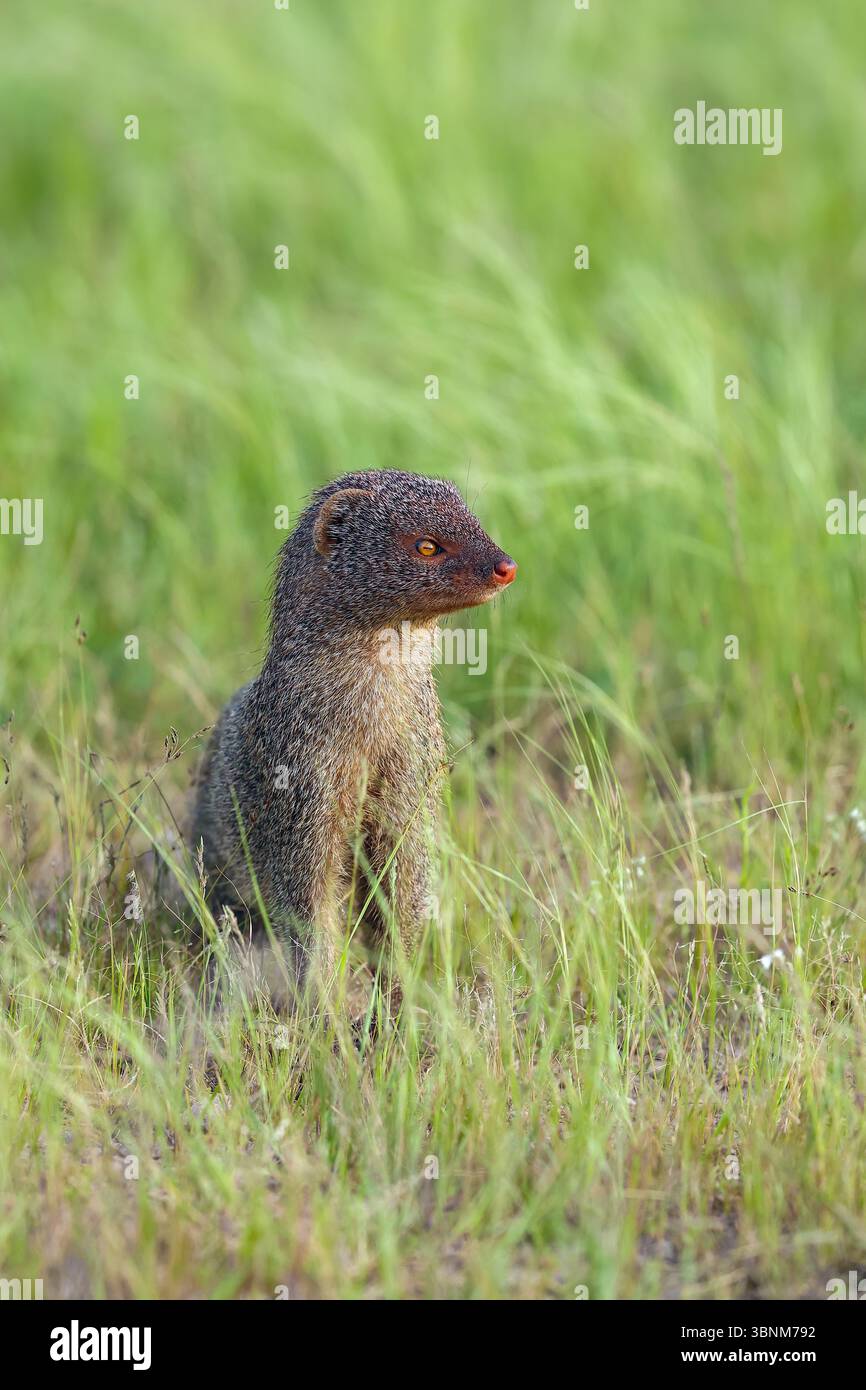 Indian Grey Mongoose or Asian Grey Mongoose is a mongoose species ...