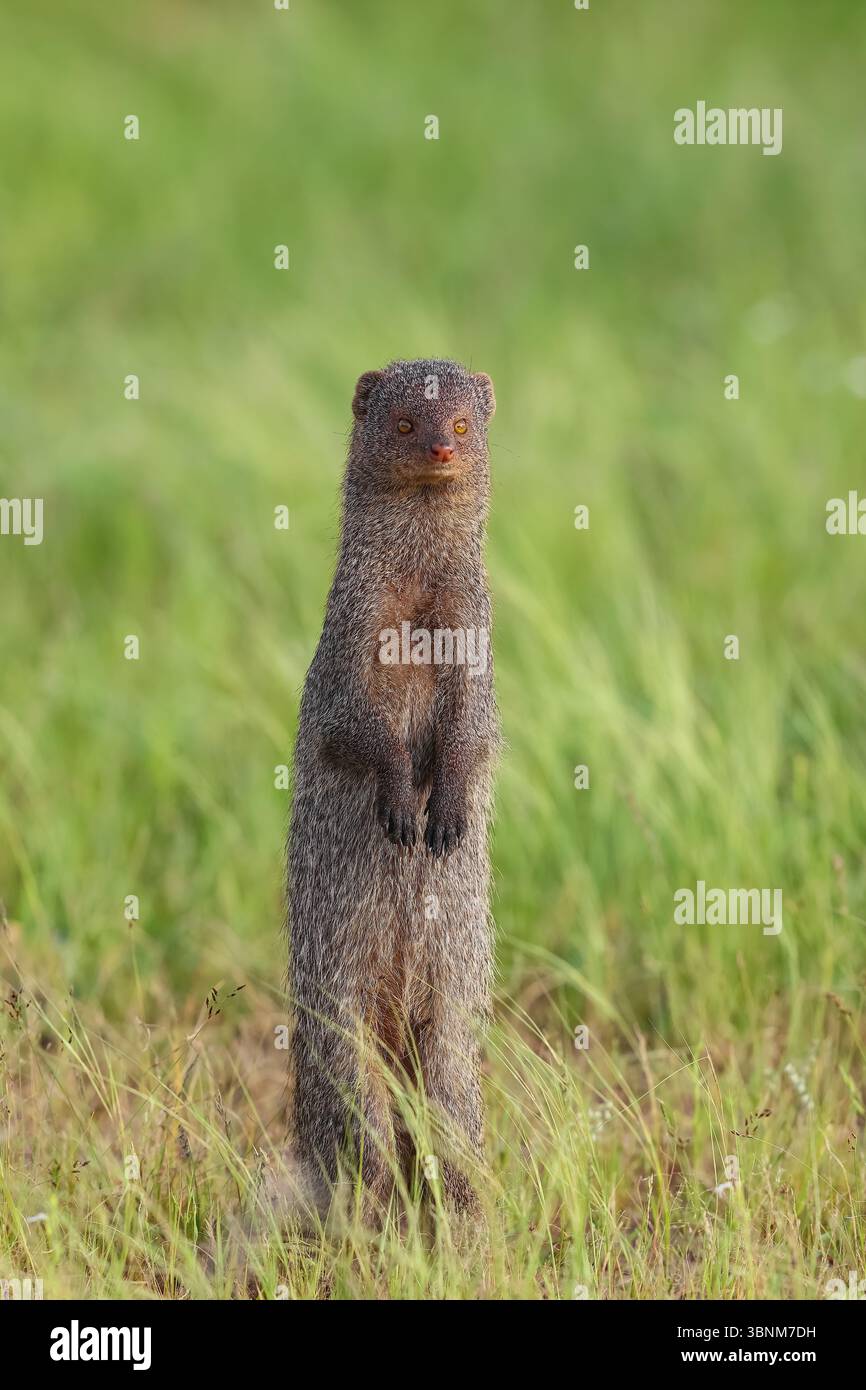 Indian Grey Mongoose or Asian Grey Mongoose is a mongoose species ...