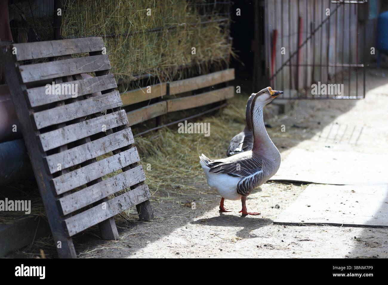 A domestic goose walks around the farm yard Stock Photo - Alamy