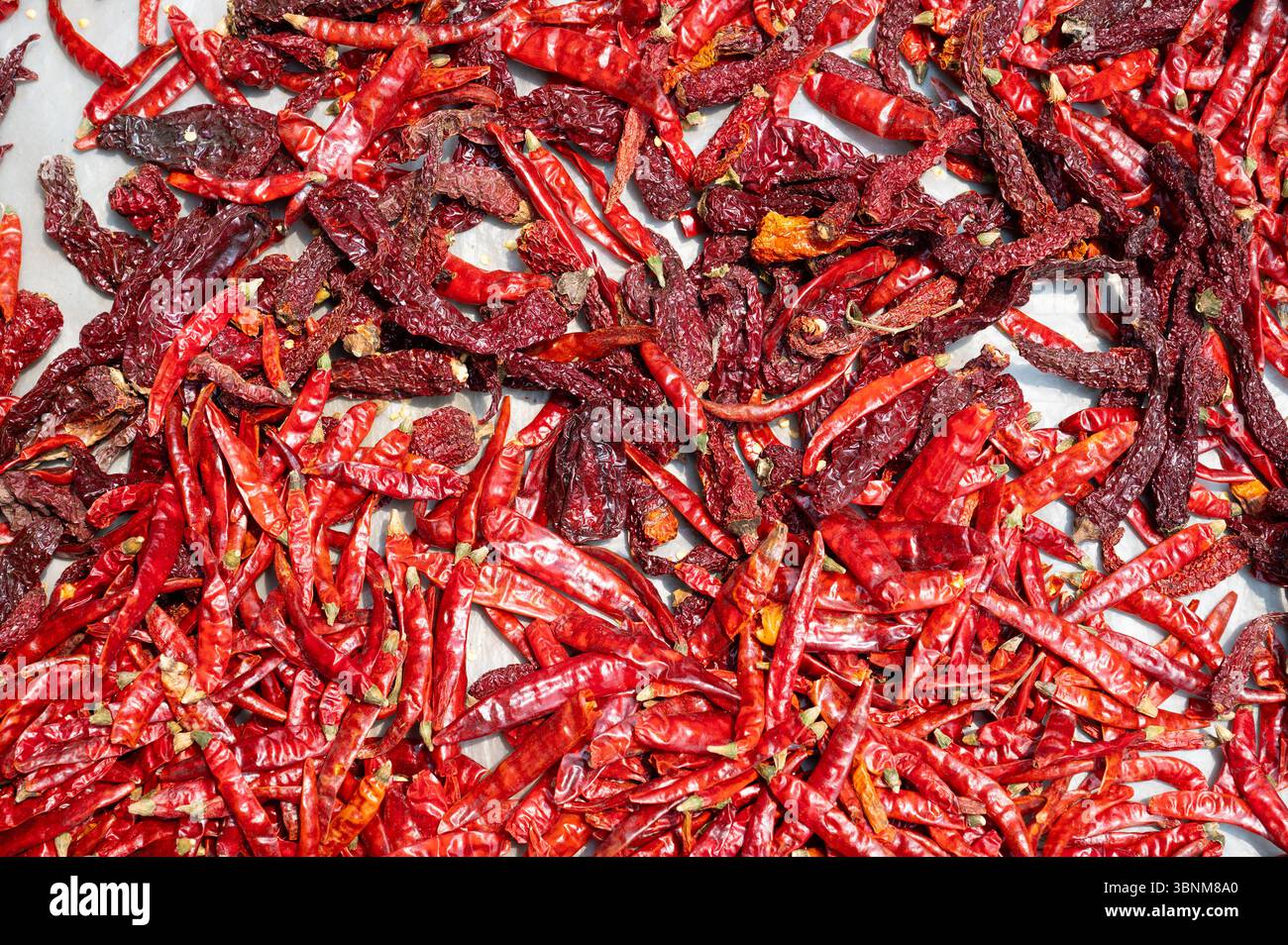 Drying red chilli pepper spices in the sun, India, fresh ingredients ...