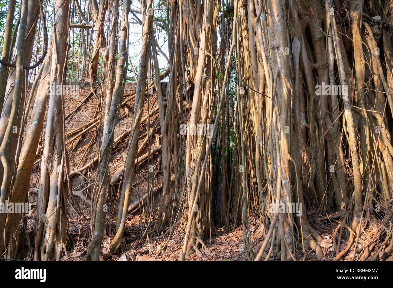 Ficus benghalensis, banyan fig, mangroves in India, tropical evergreen ...