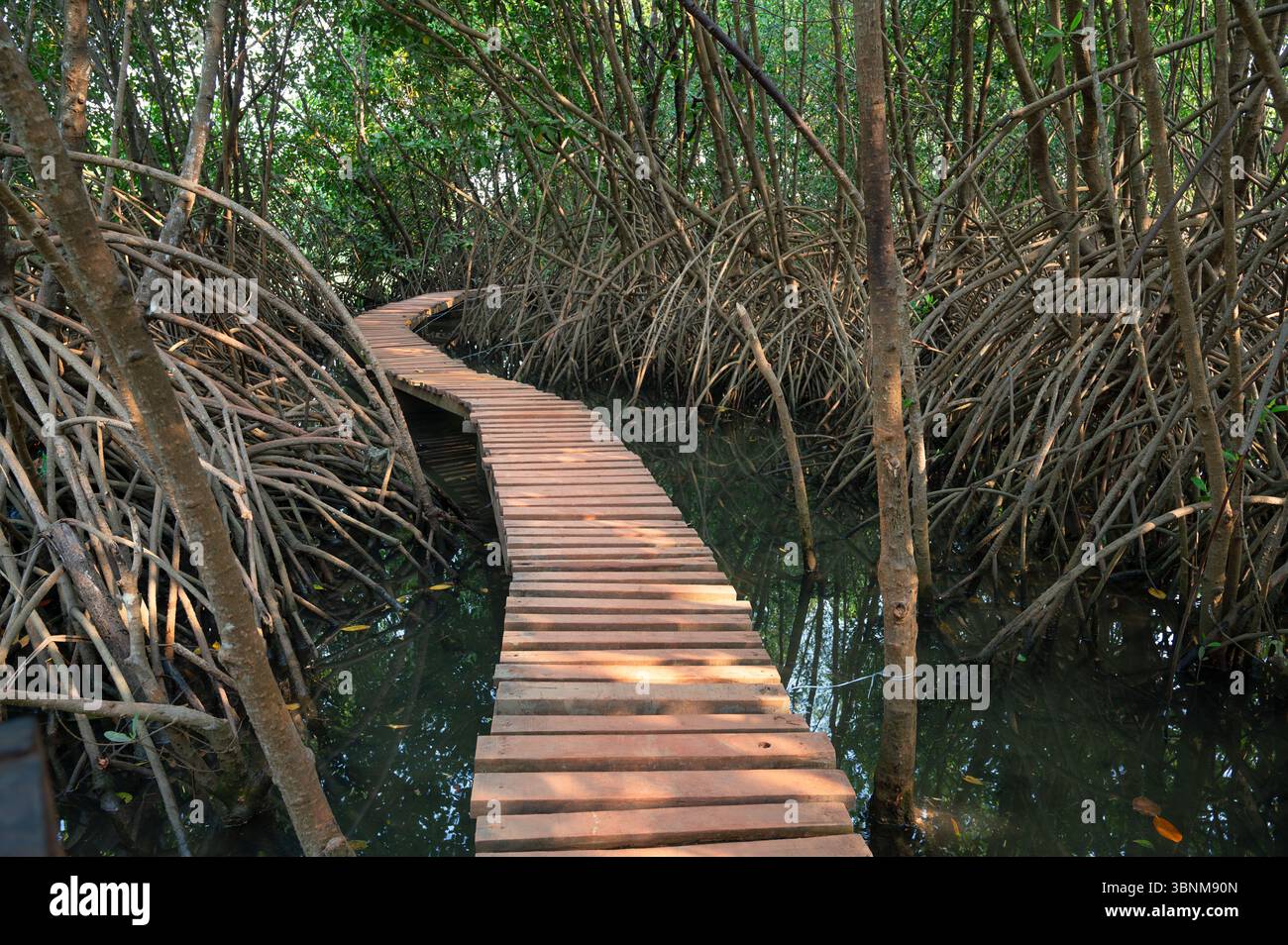 Path, Rhizophora mangle red mangrove, coastal, estuarine ecosystem ...