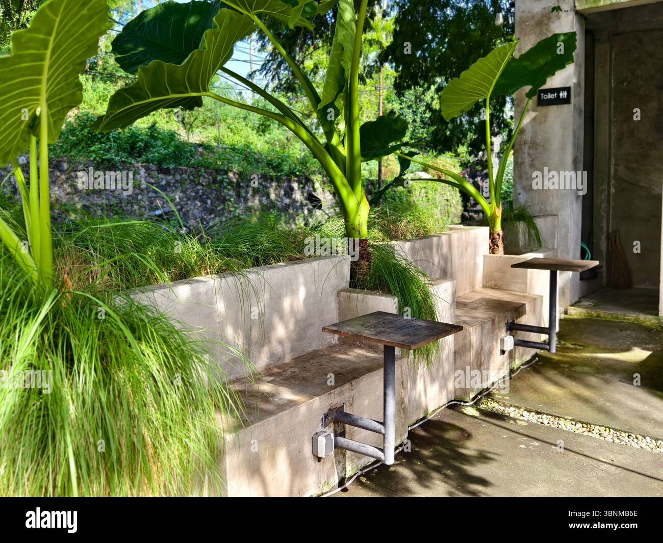 Built-in concrete outdoor seating cafe corner with taro plants and ...