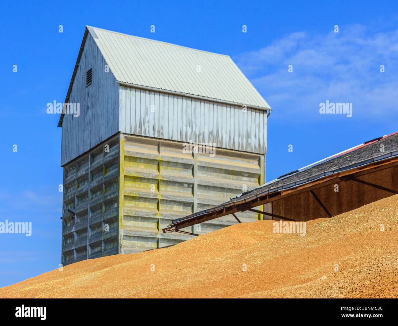 Large pile of harvested grain being stored in open-air next to full ...