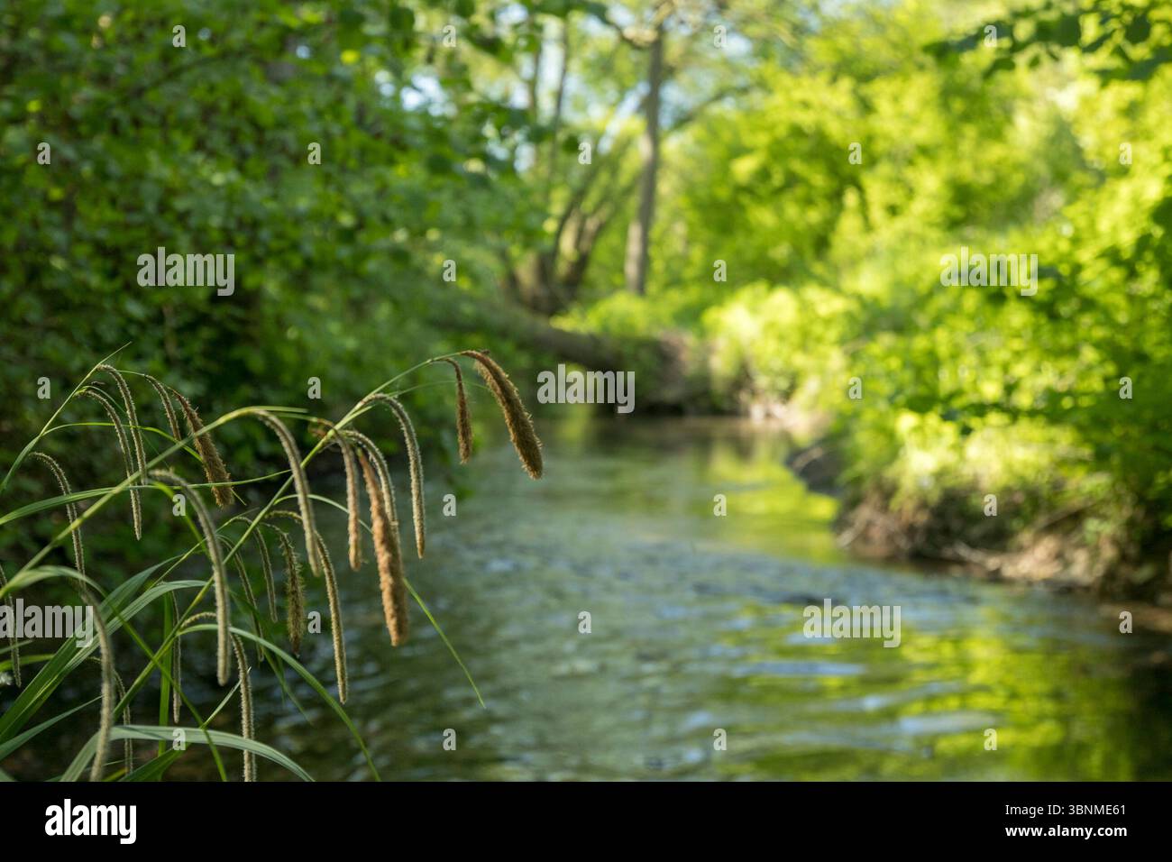 Landscape river overgrown trees hi-res stock photography and images - Alamy