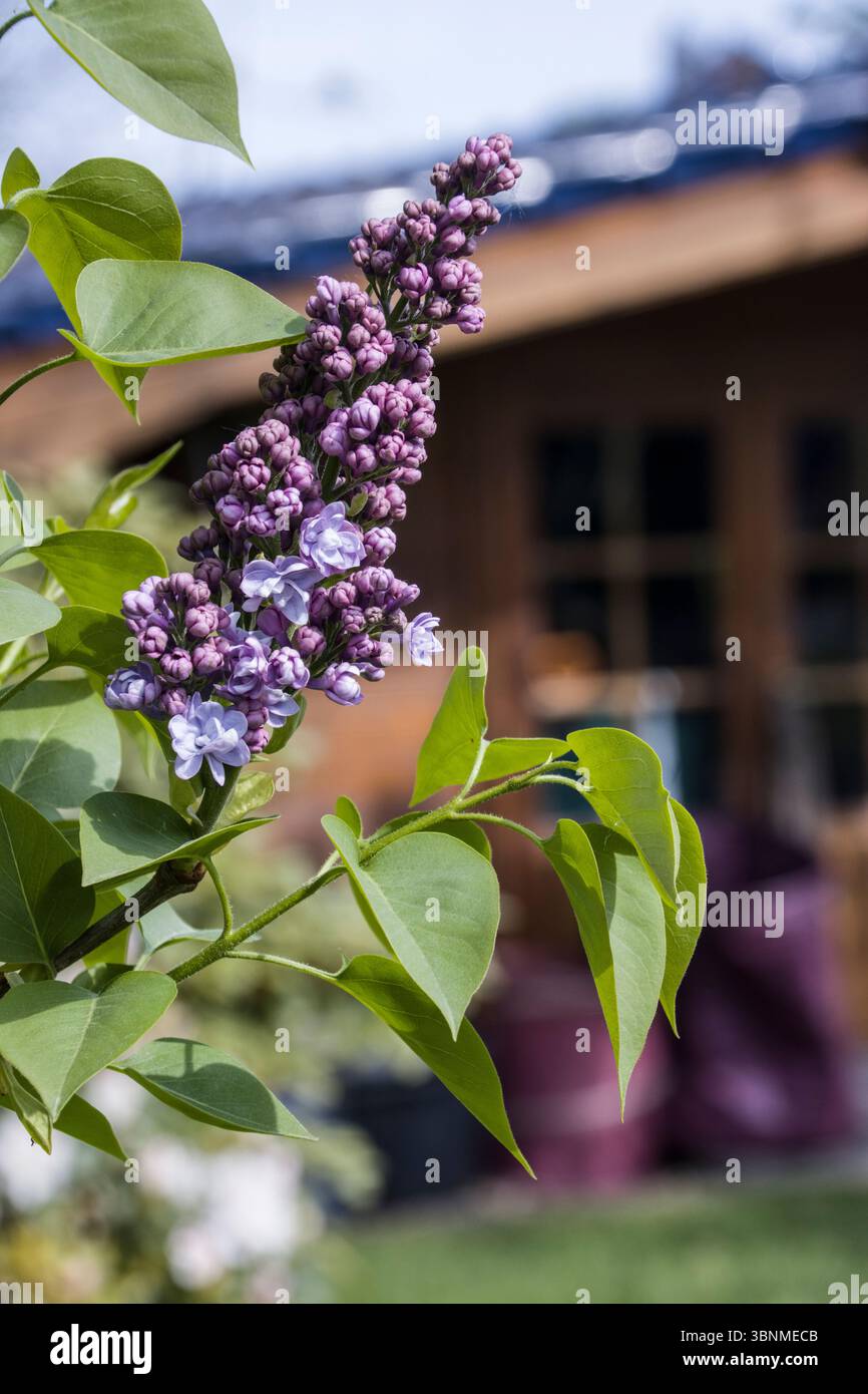 purple lilac (Syringa vulgaris hybrid Stock Photo - Alamy