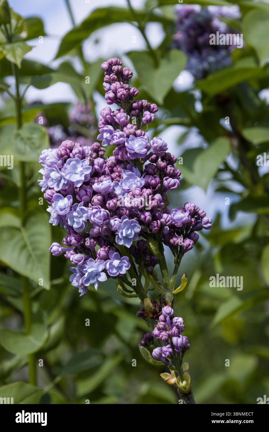 purple lilac (Syringa vulgaris hybrid Stock Photo - Alamy