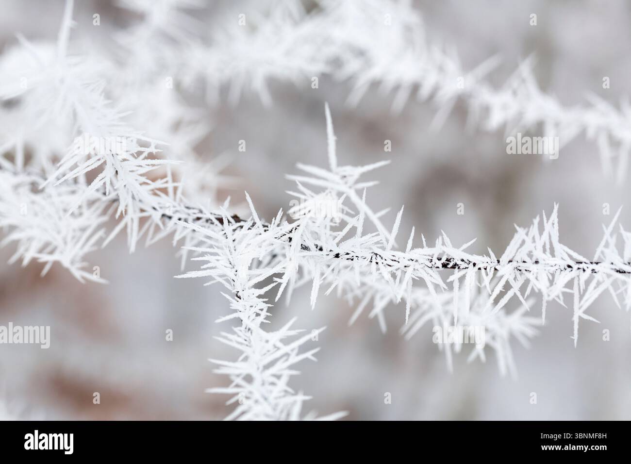 After cold night hoarfrost hi-res stock photography and images - Alamy