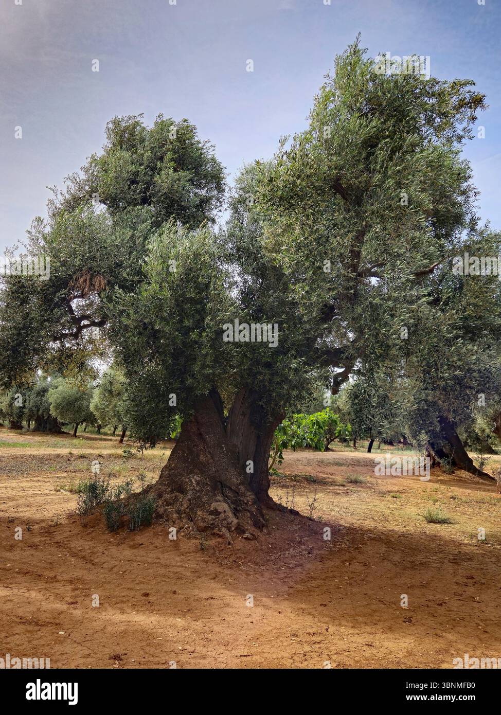 Oleaceae apulia hi-res stock photography and images - Alamy