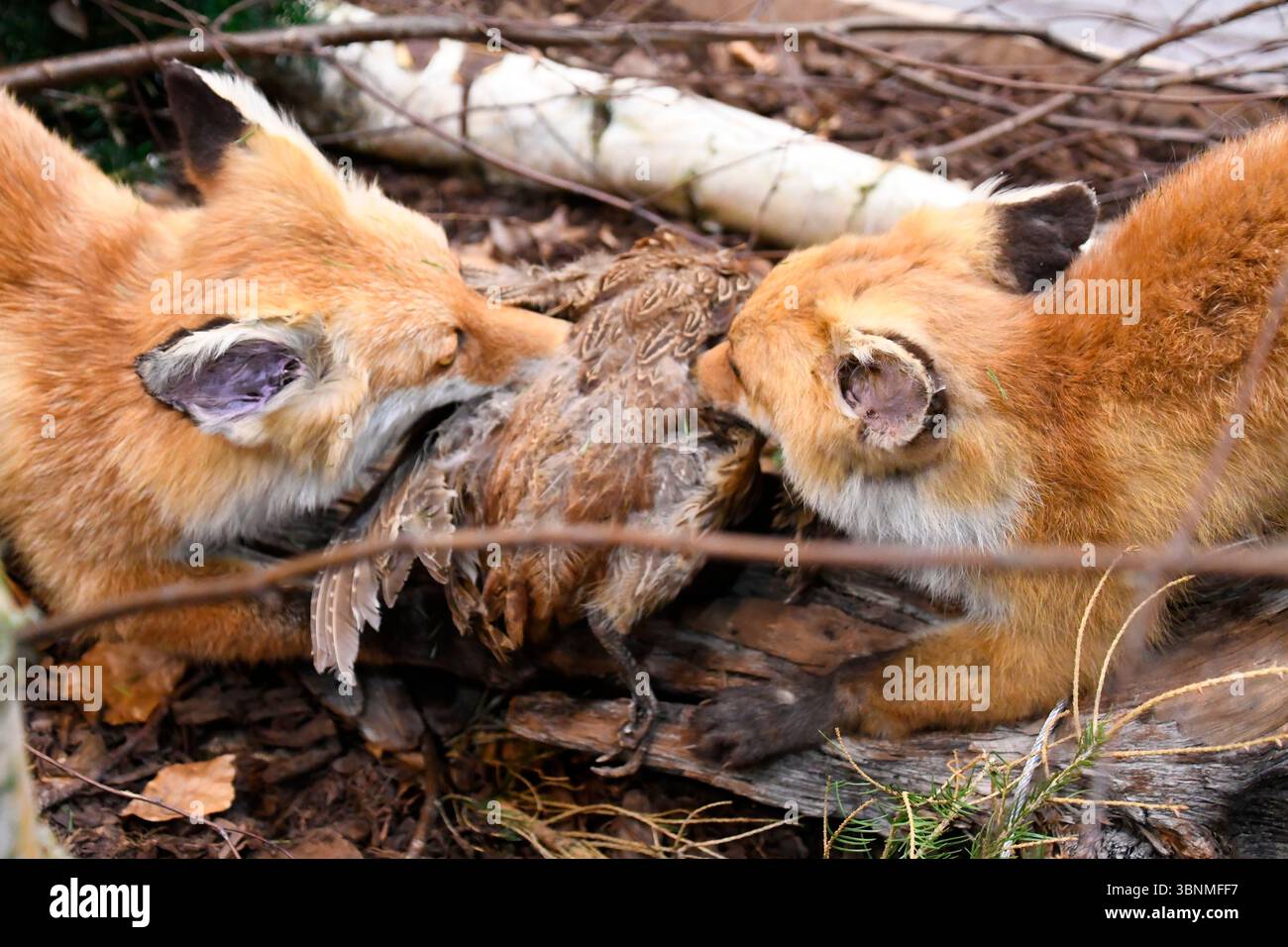 Two young foxes fighting over a captured bird Stock Photo - Alamy