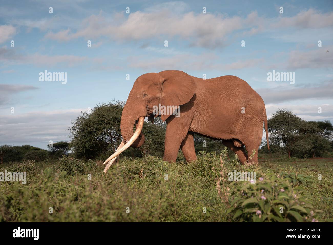 Craig is one of Africa’s last remaining great tuskers, a legendary ...
