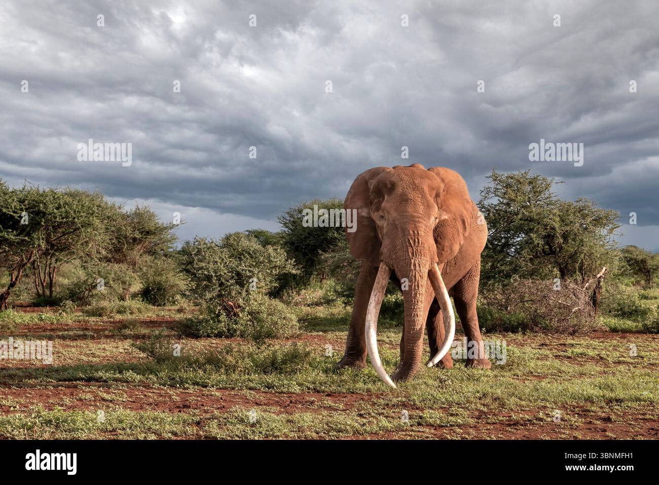 Craig is one of Africa’s last remaining great tuskers, a legendary ...