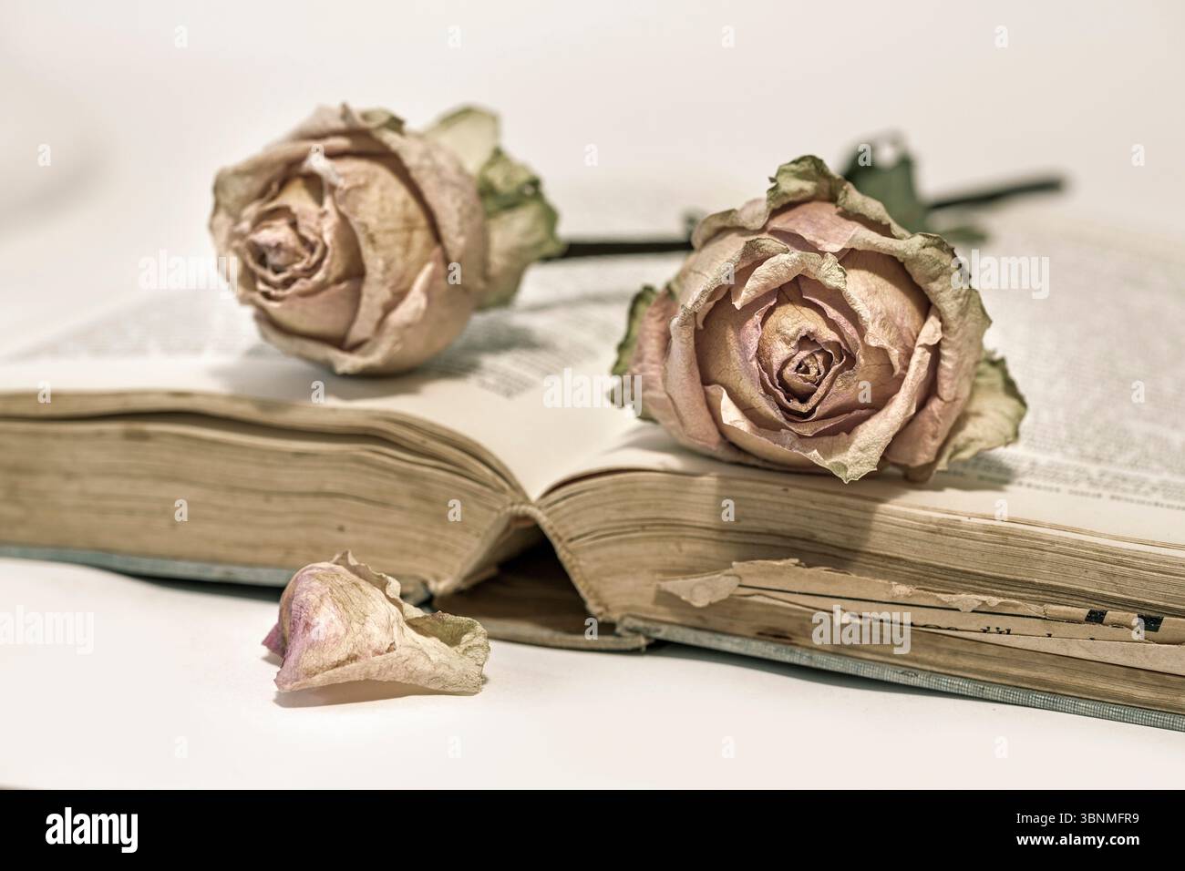 Two withered roses on an old book Stock Photo - Alamy