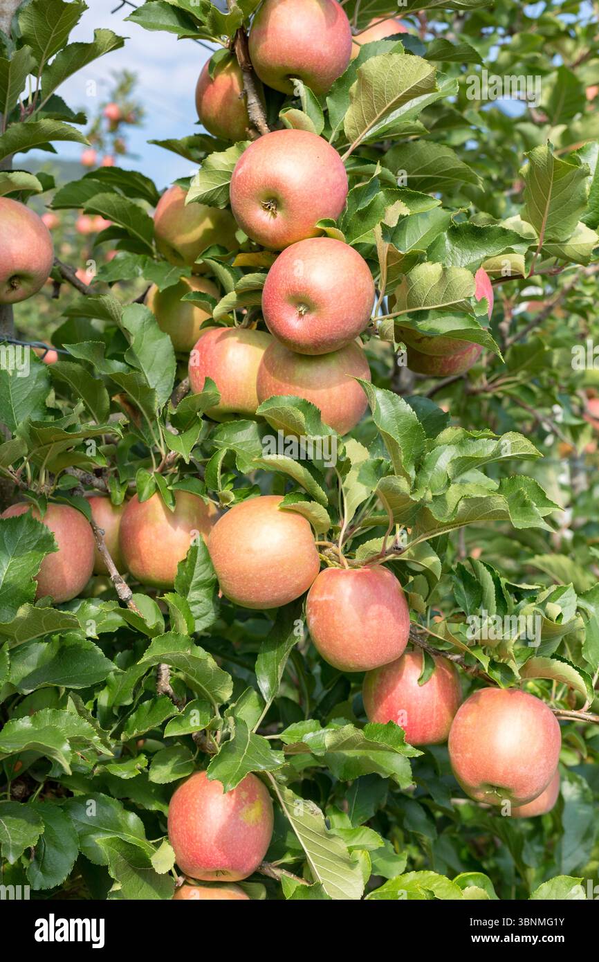 Several apples growing on hi-res stock photography and images - Alamy