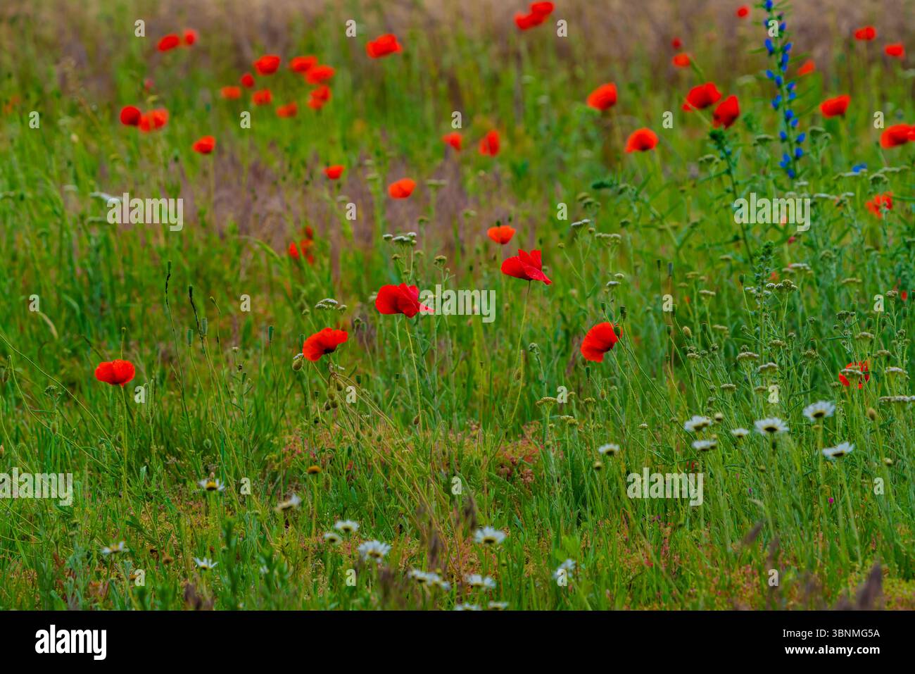 Poppies on summer meadow hi-res stock photography and images - Alamy