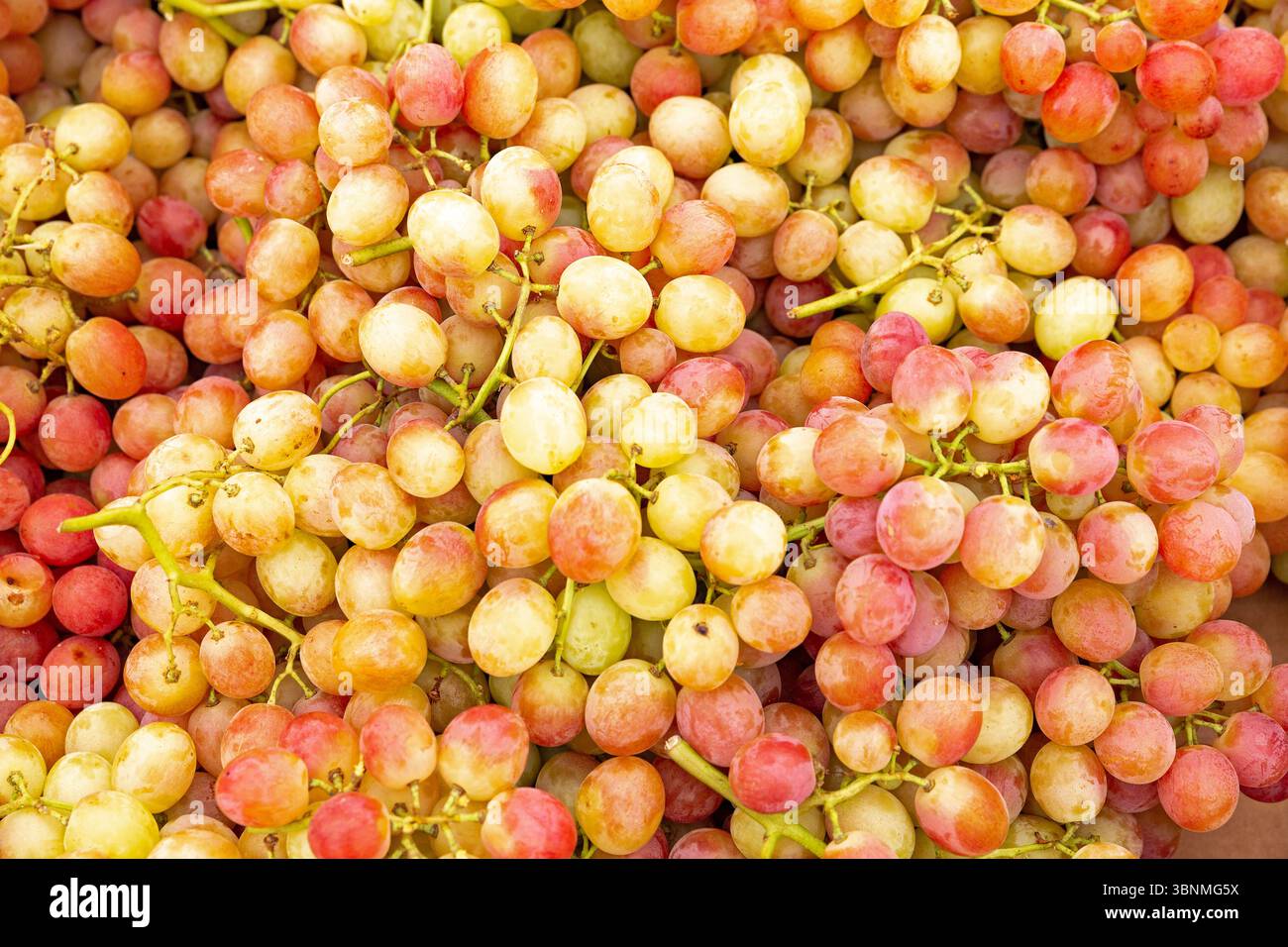 Fresh mellow grapes hi-res stock photography and images - Alamy