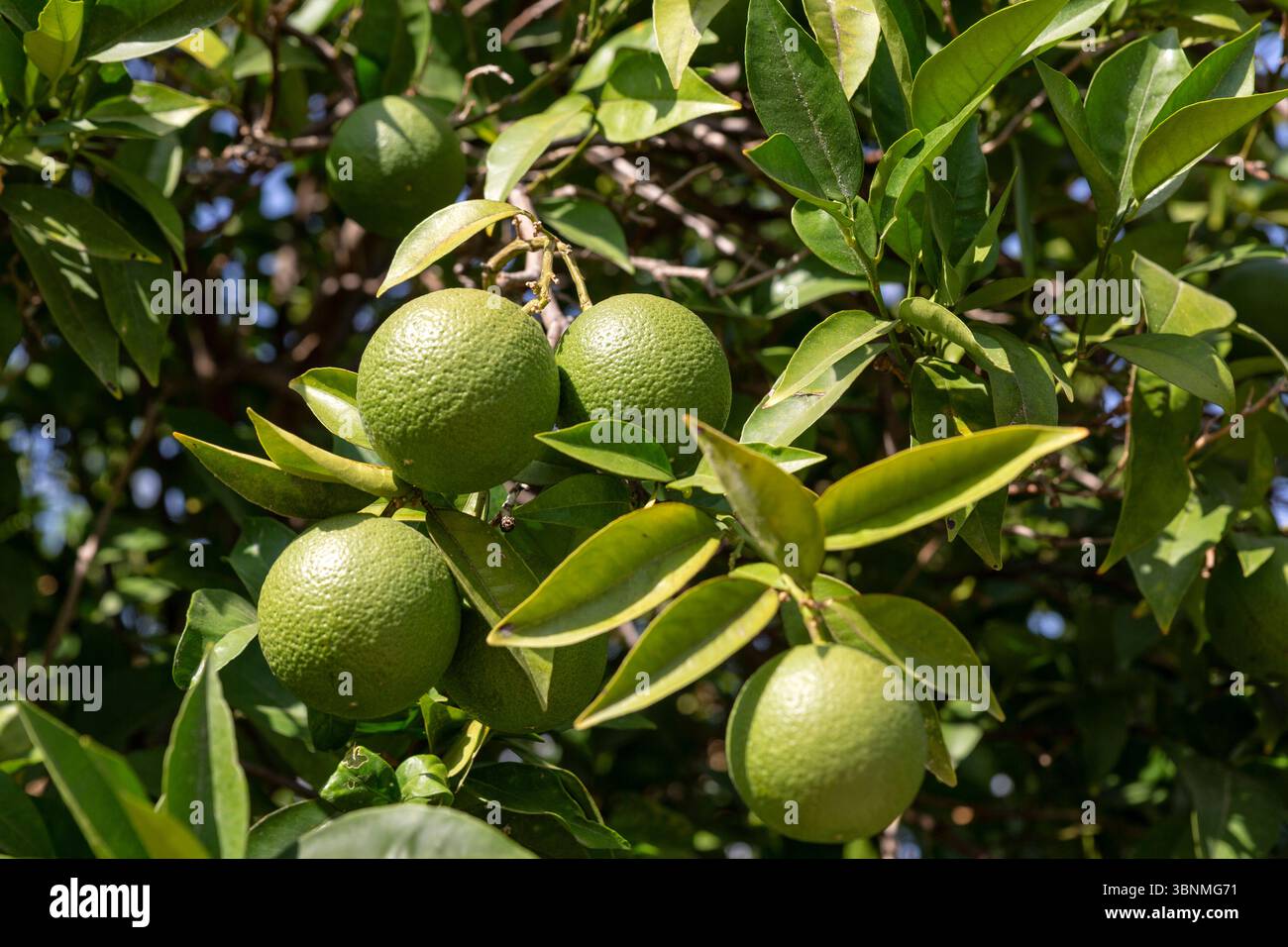 Limes on lime tree hi-res stock photography and images - Alamy