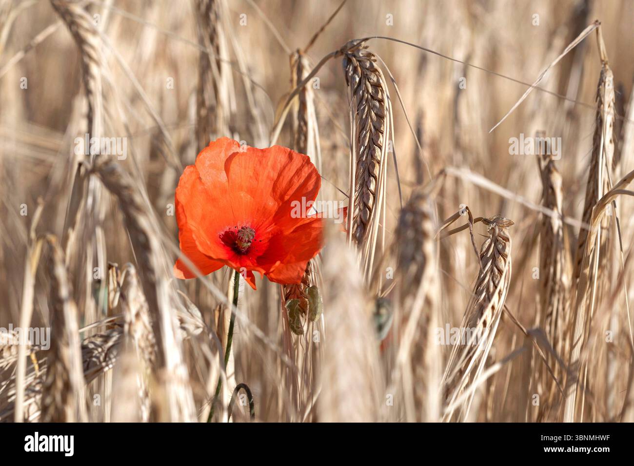 Blühender Klatschmohn mit Getreideähren, Gerste // Blooming Corn Poppy ...