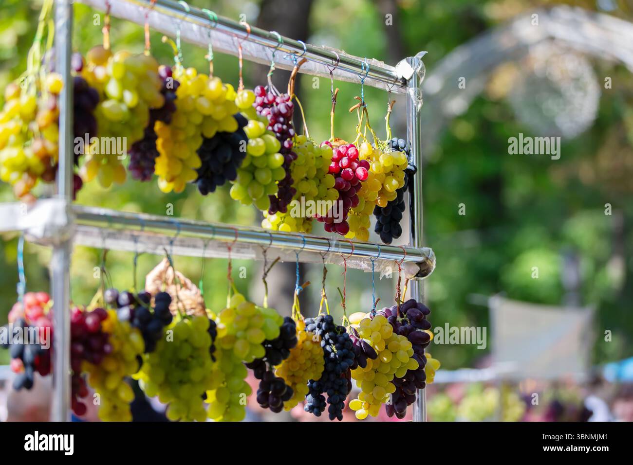 Various grape varieties are hanging in the window of the wine fair ...
