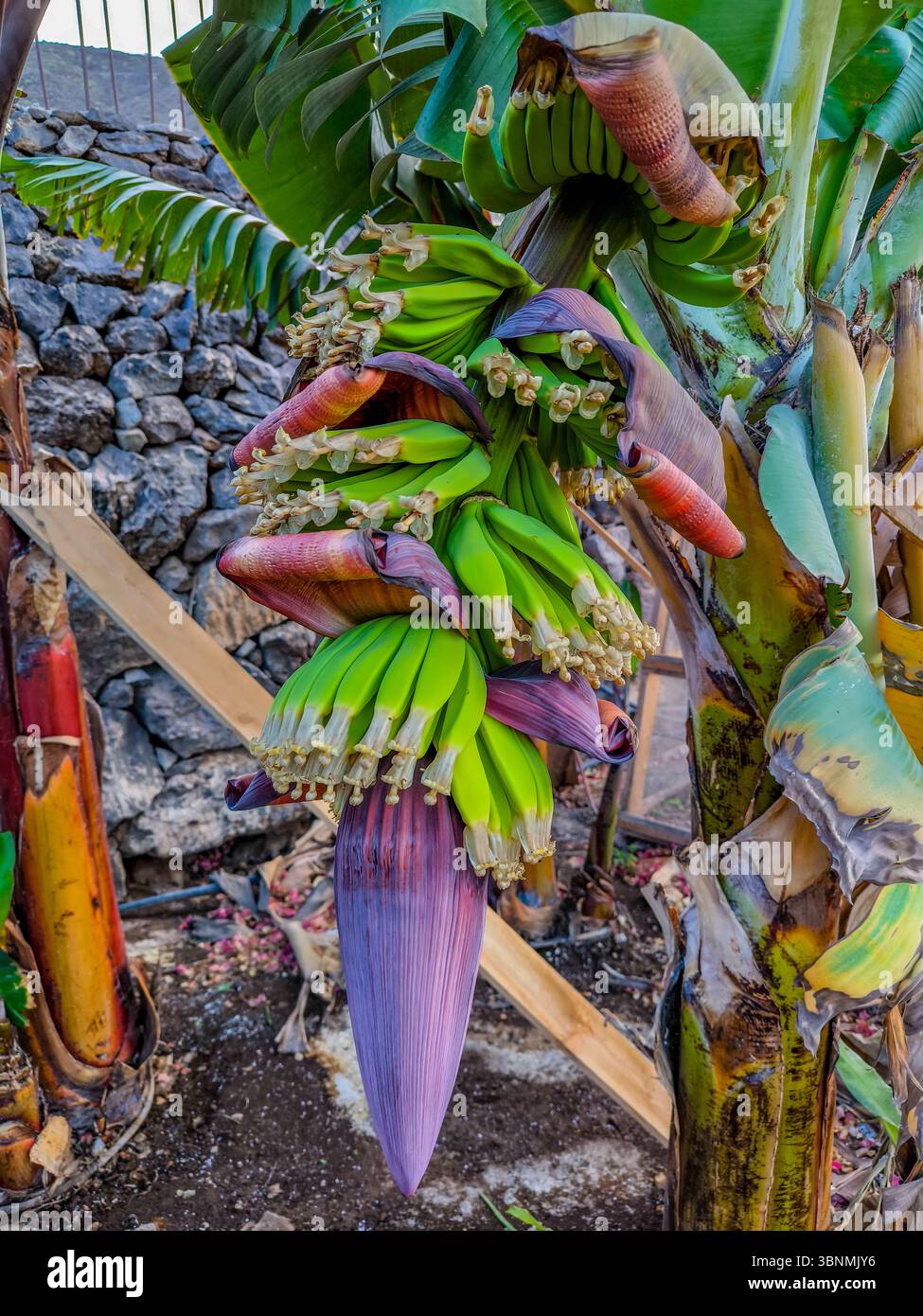 Banana flower tree in hi-res stock photography and images - Alamy