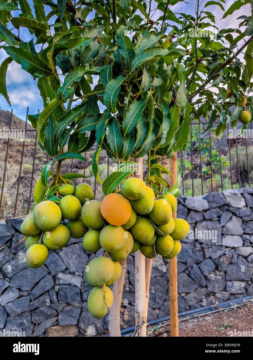 Harvest mango in trees hi-res stock photography and images - Alamy