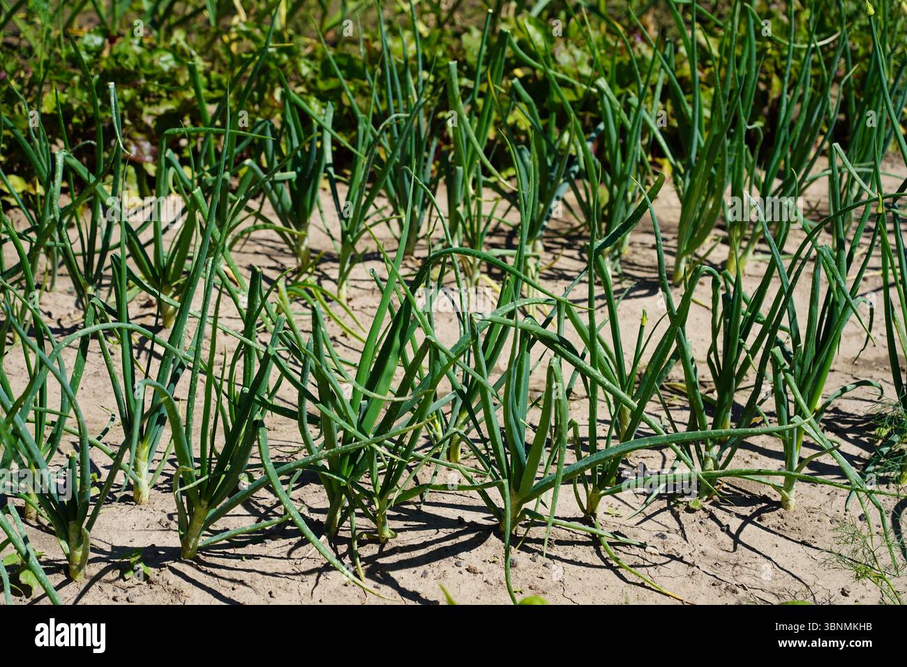 Green plants in home garden hi-res stock photography and images - Alamy