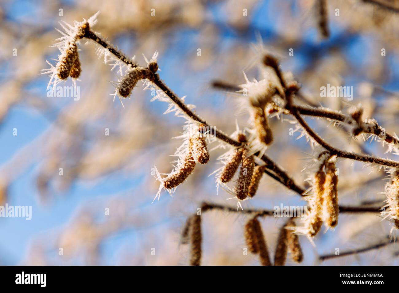 Hazelnut bush (Corylus avellana, common hazel, hazel bush) with male ...
