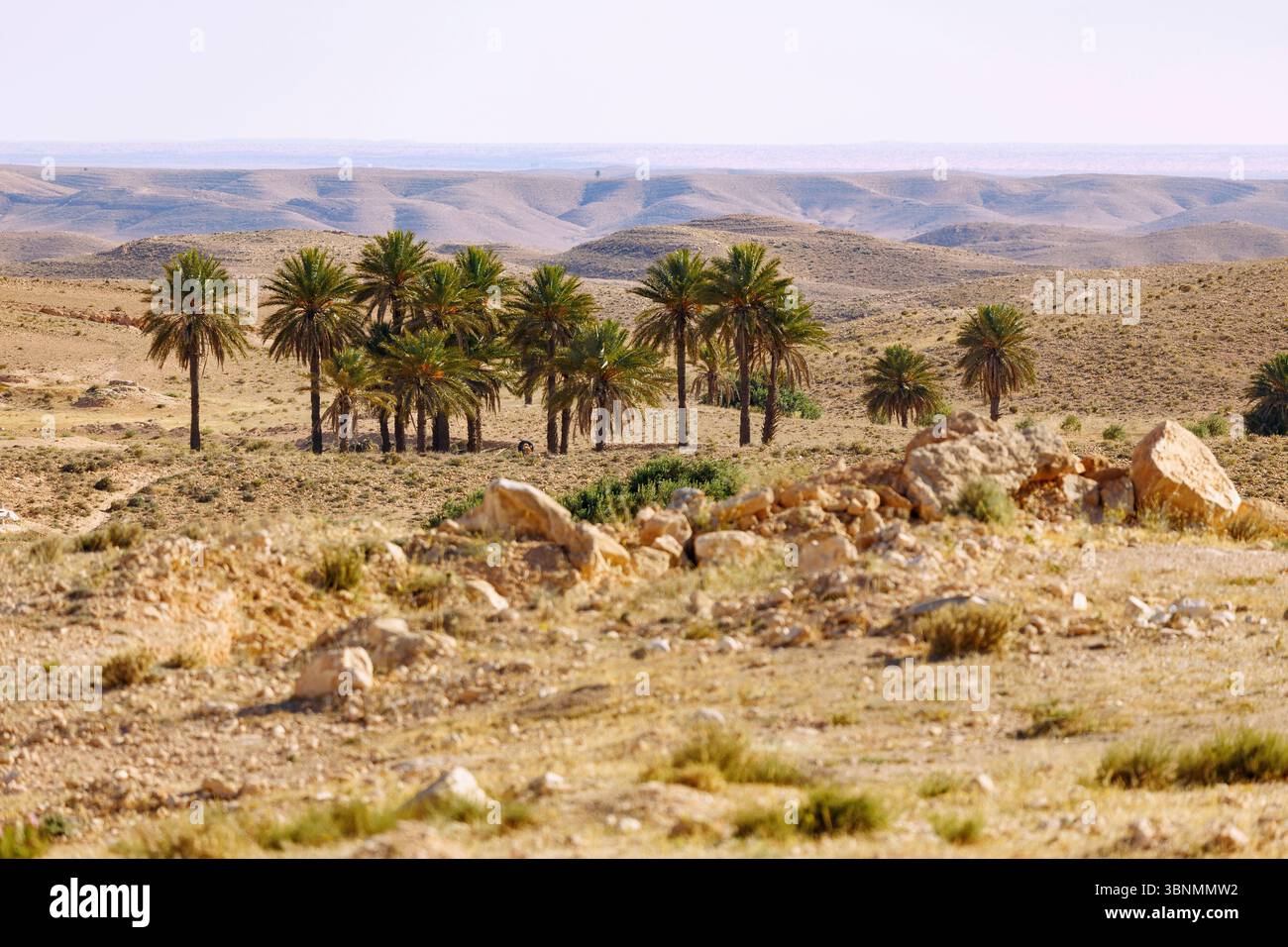 Desert steppe with palm oasis near Douz, Tunisia Stock Photo - Alamy