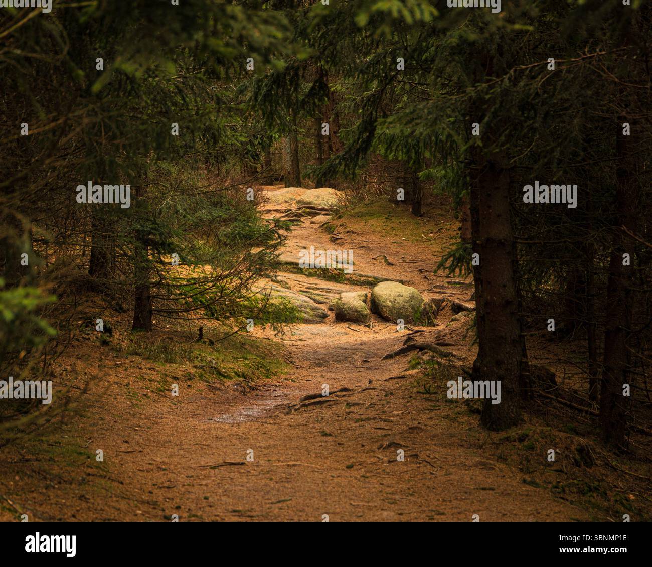 Quiet forest path surrounded lush hi-res stock photography and images ...