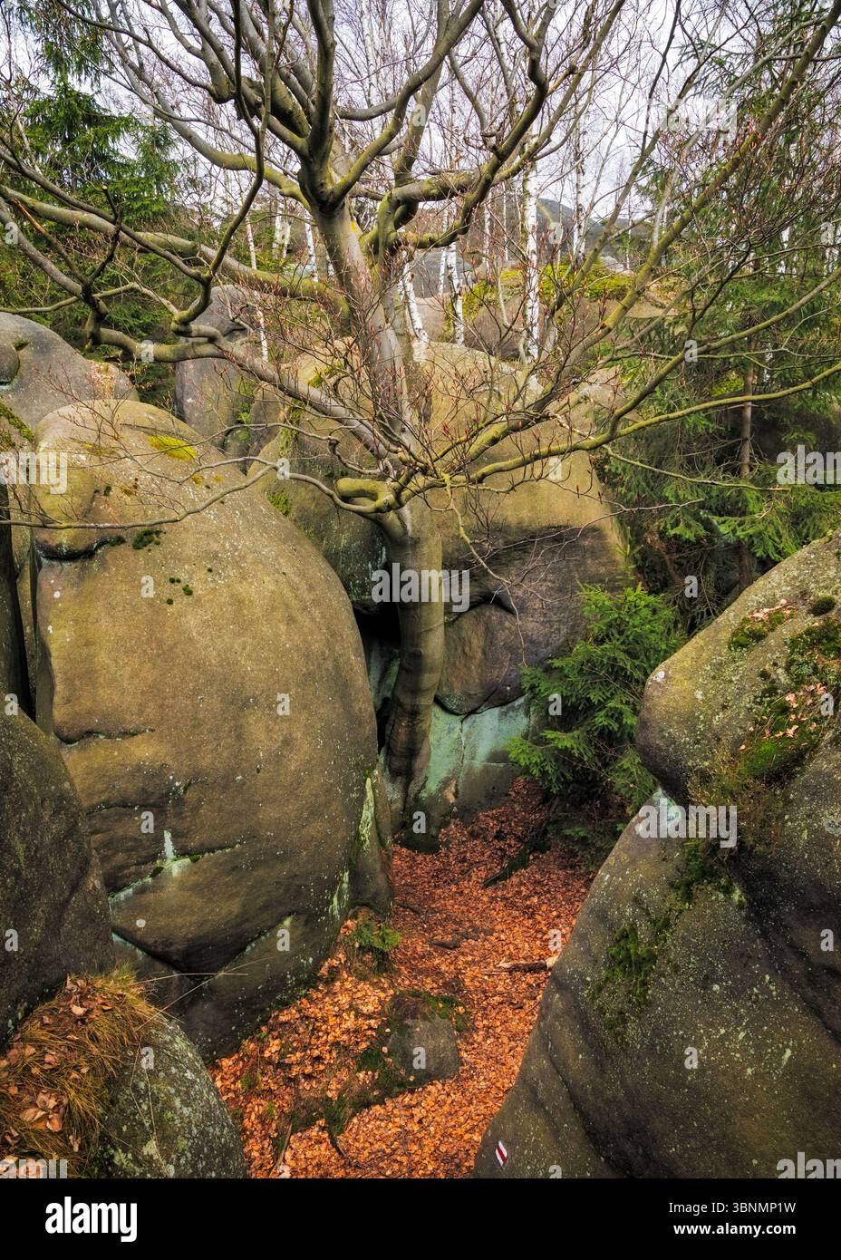 Tree thriving between massive rocks in a forest landscape Stock Photo ...