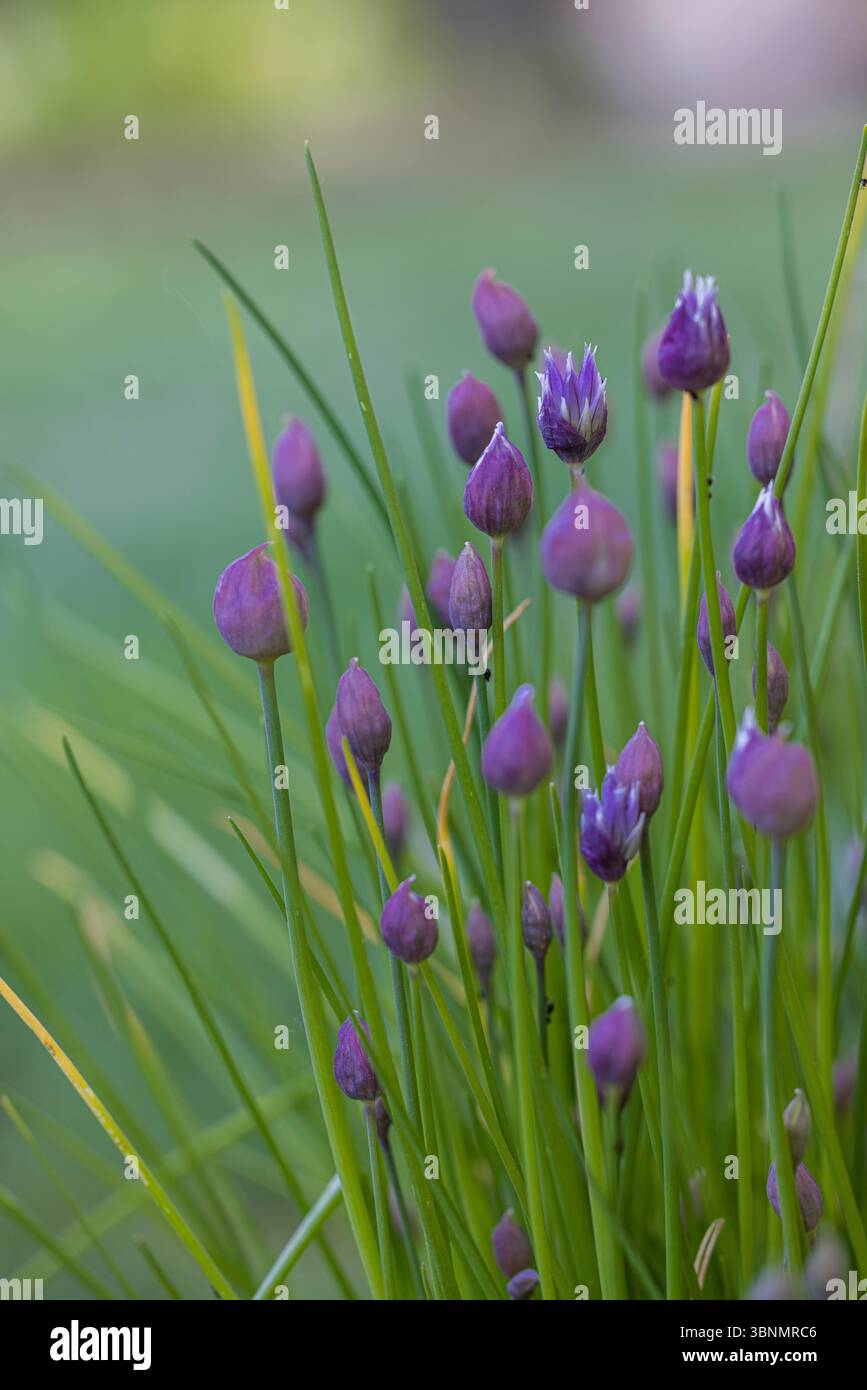 Ornamental leeks, buds Stock Photo - Alamy