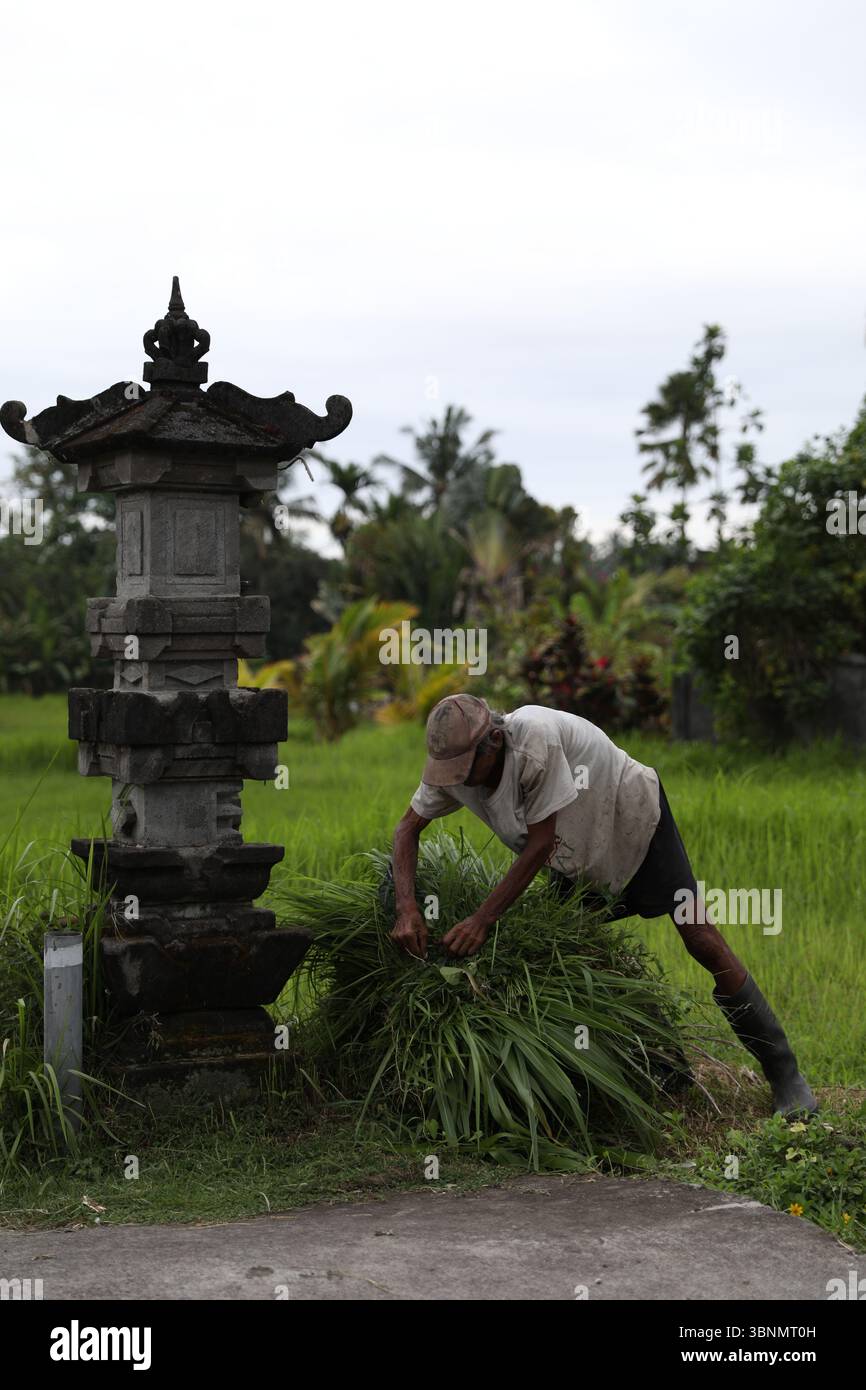 Bali, Indonesia - May 31, 2025: Man working in field Stock Photo - Alamy