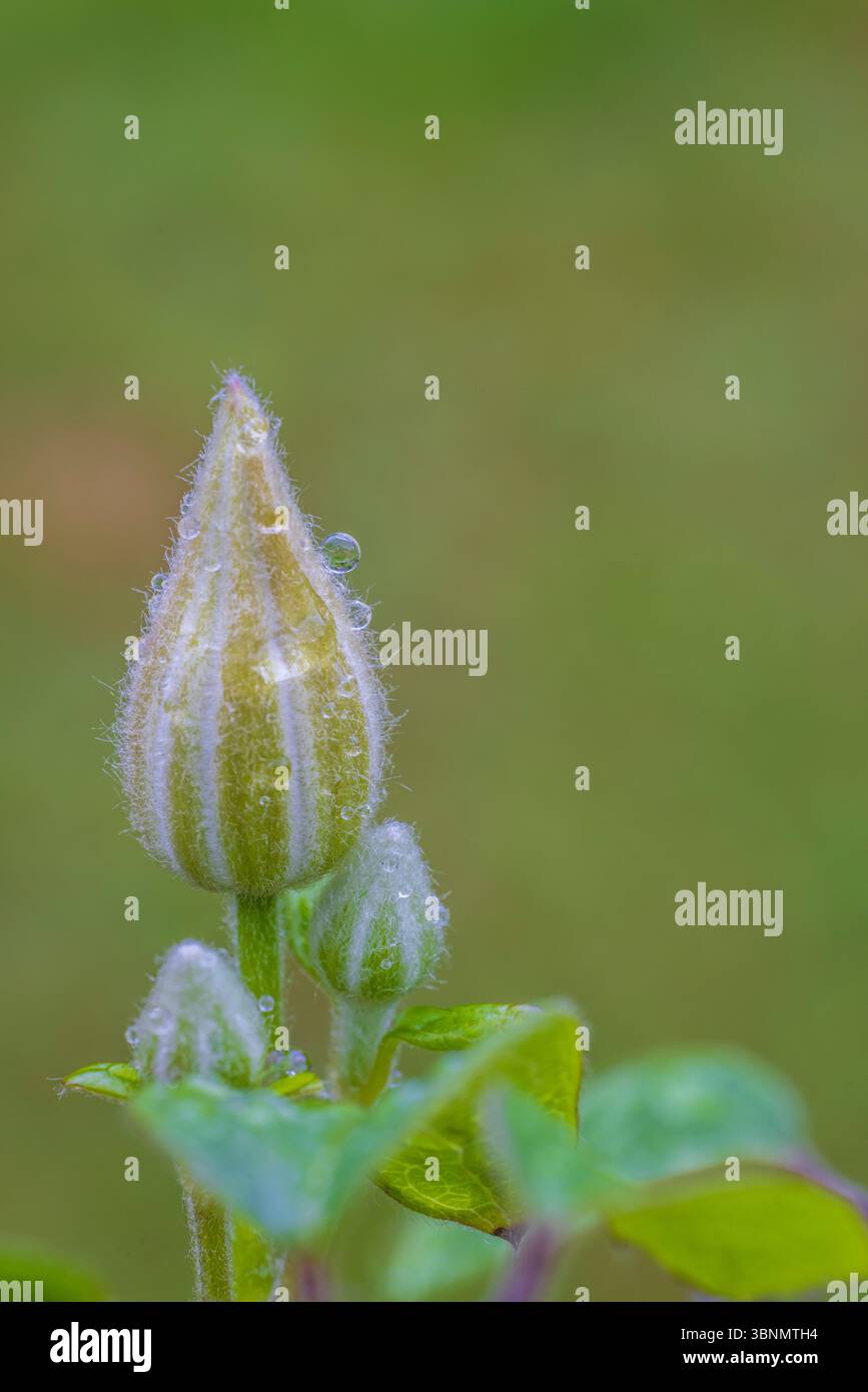 Clematis, foliage sprouting, bud, close-up Stock Photo - Alamy