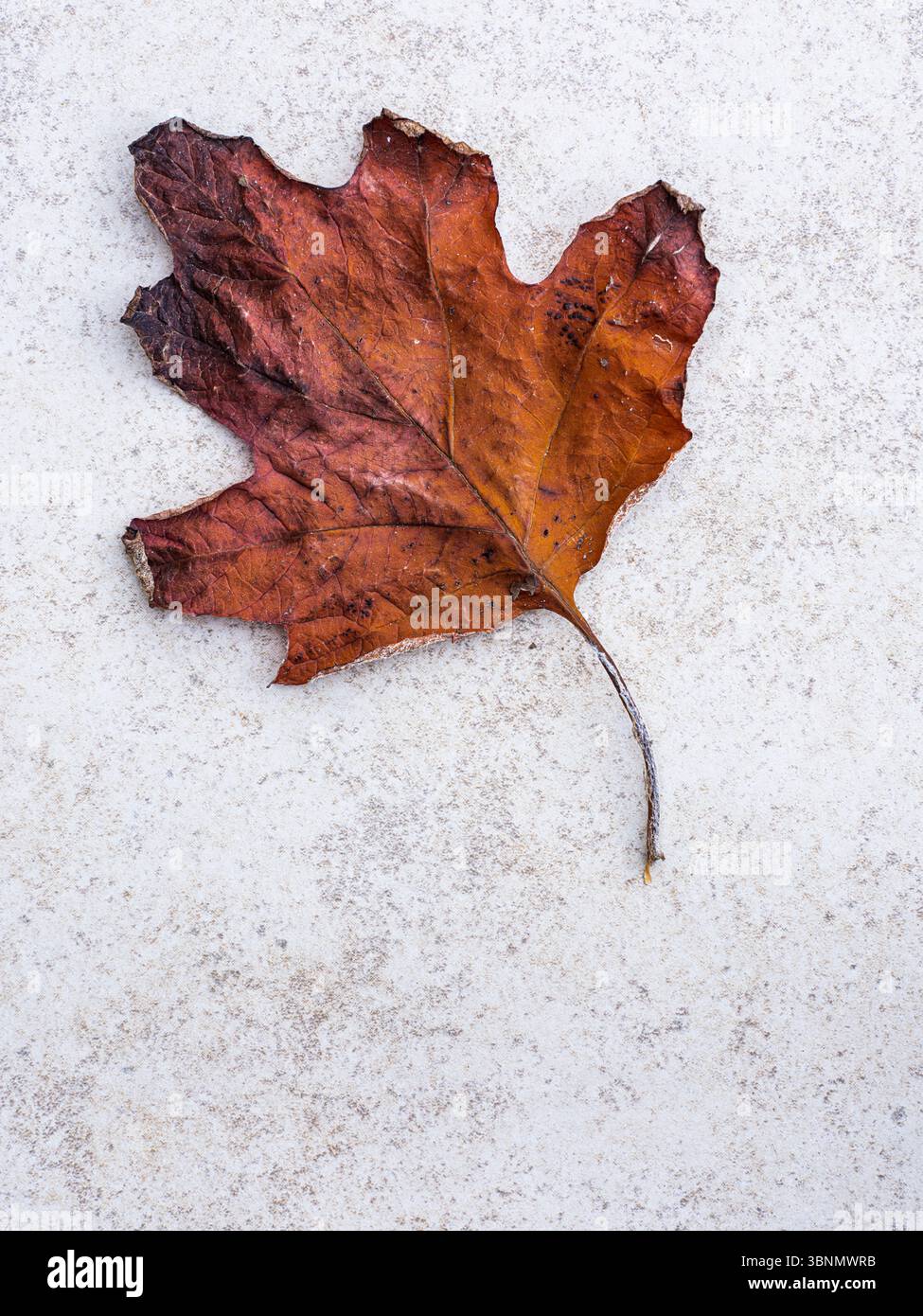 Top view dry leaf hi-res stock photography and images - Alamy