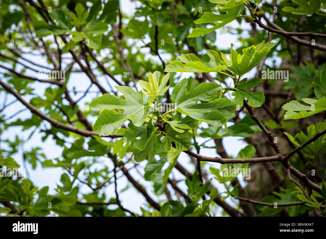 Section of fig tree Stock Photo - Alamy