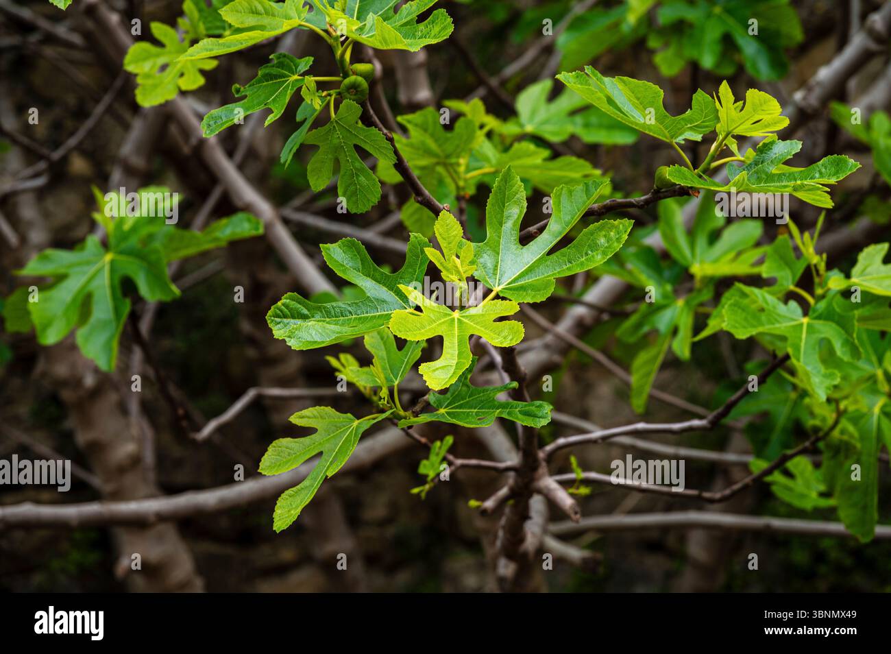 Section of fig tree Stock Photo - Alamy