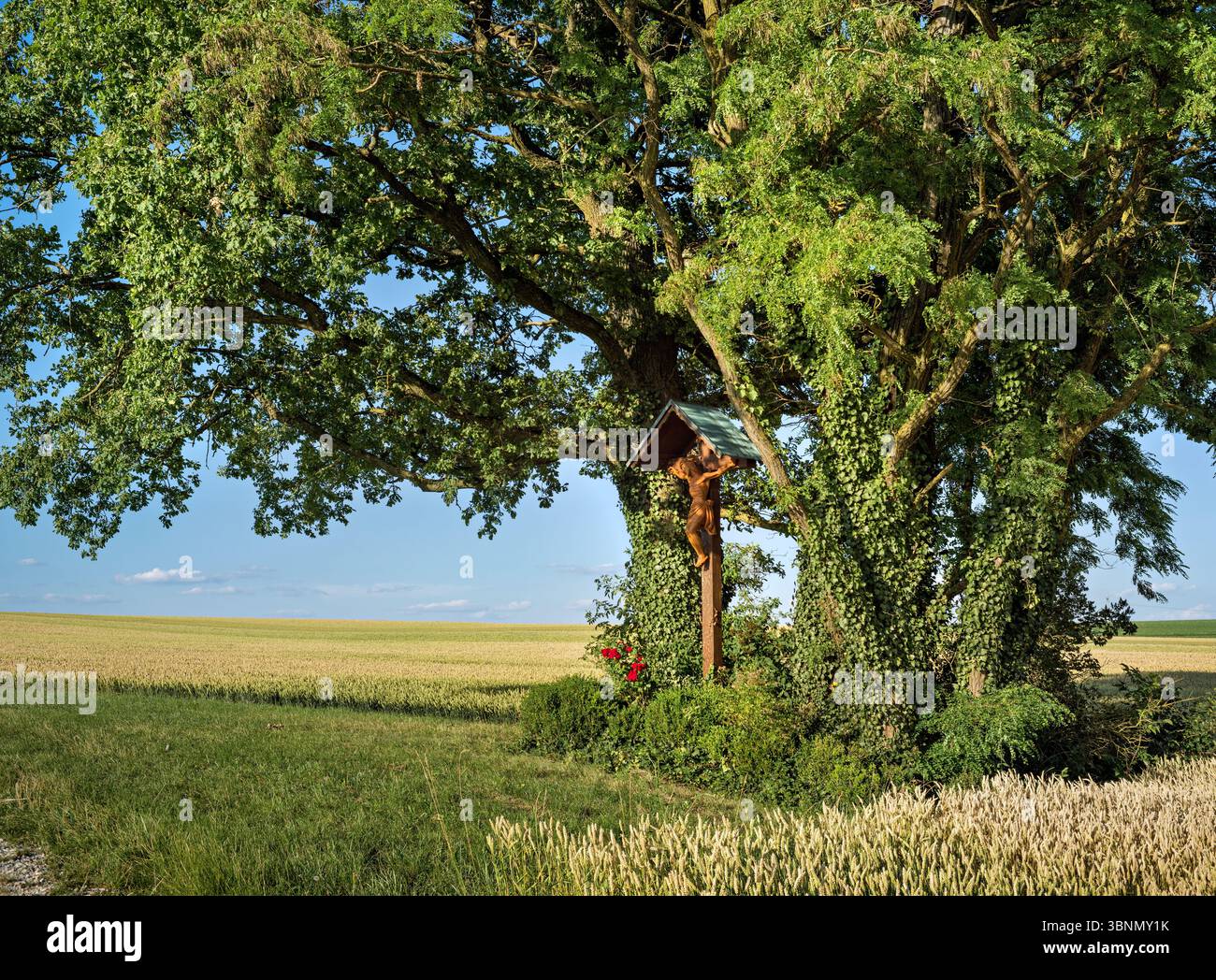 The field cross under the oak tree by the cornfield, Cereal fields in ...
