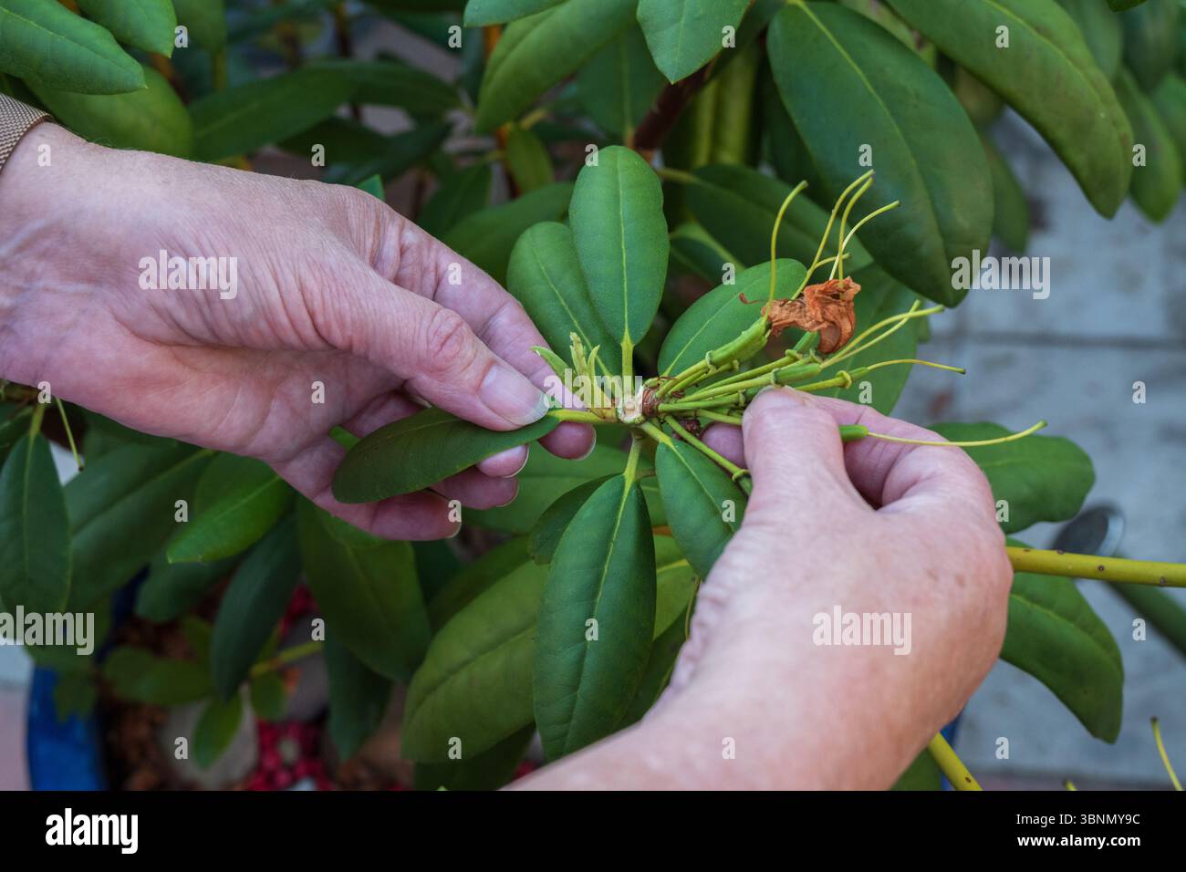 How to Deadhead Rhododendrons Stock Photo - Alamy