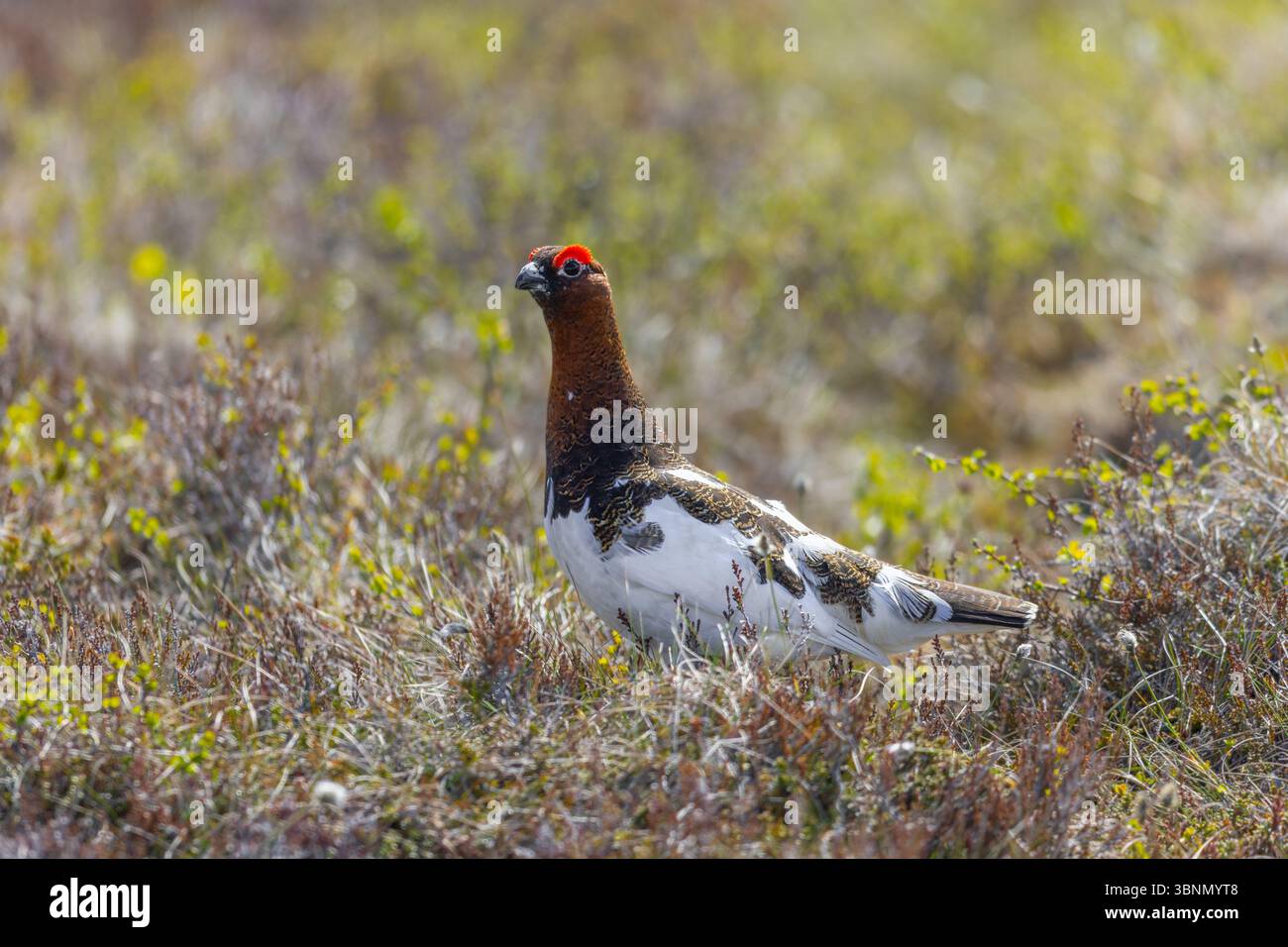 Willow ptarmigan / willow grouse (Lagopus lagopus / Lagopus albus) male ...