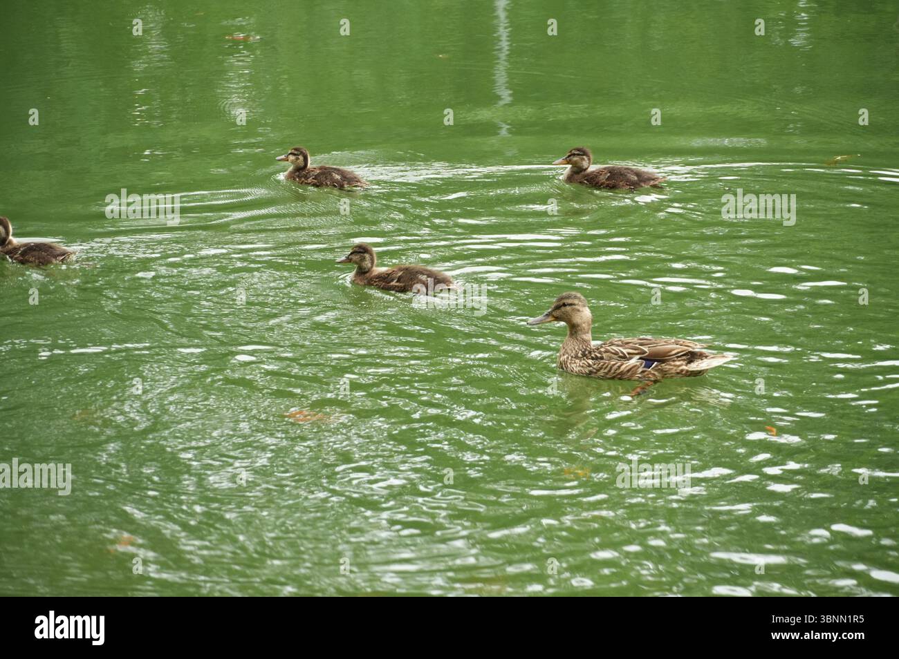 Ducklings on the water hi-res stock photography and images - Alamy