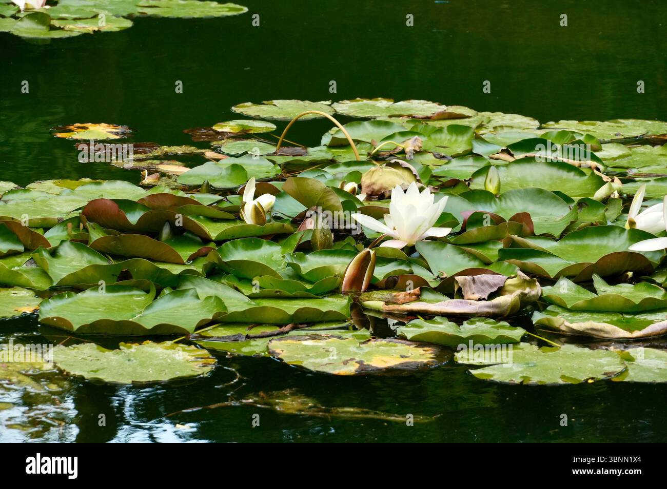 White lotuses green leaves hi-res stock photography and images - Alamy