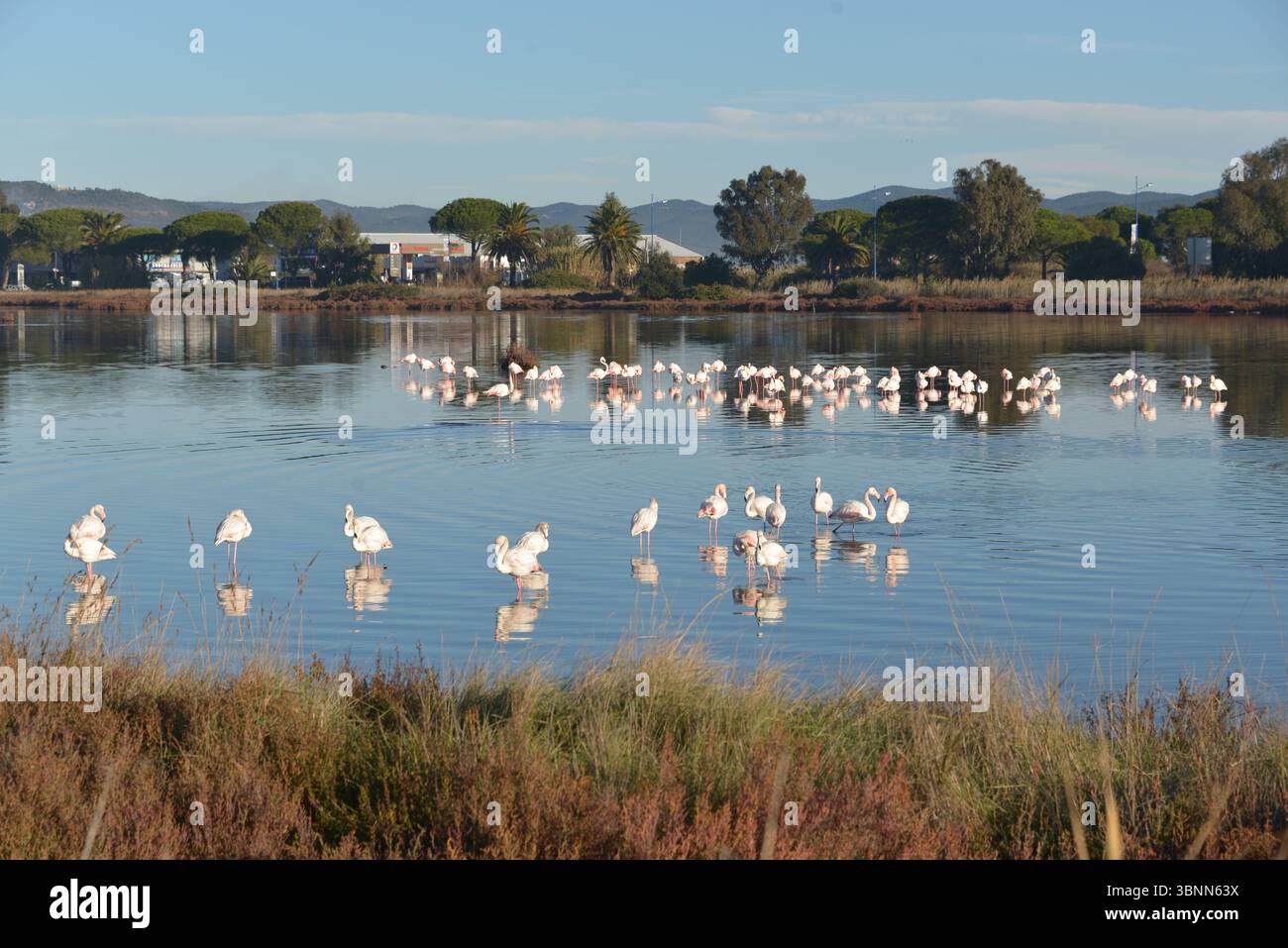 Pink flamingos and their reflection in the old salt marshes of Hyeres ...