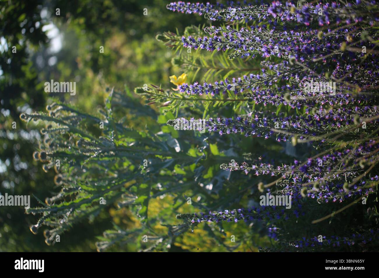 Common viper's bugloss (Echium vulgare) with a common cotton thistle ...