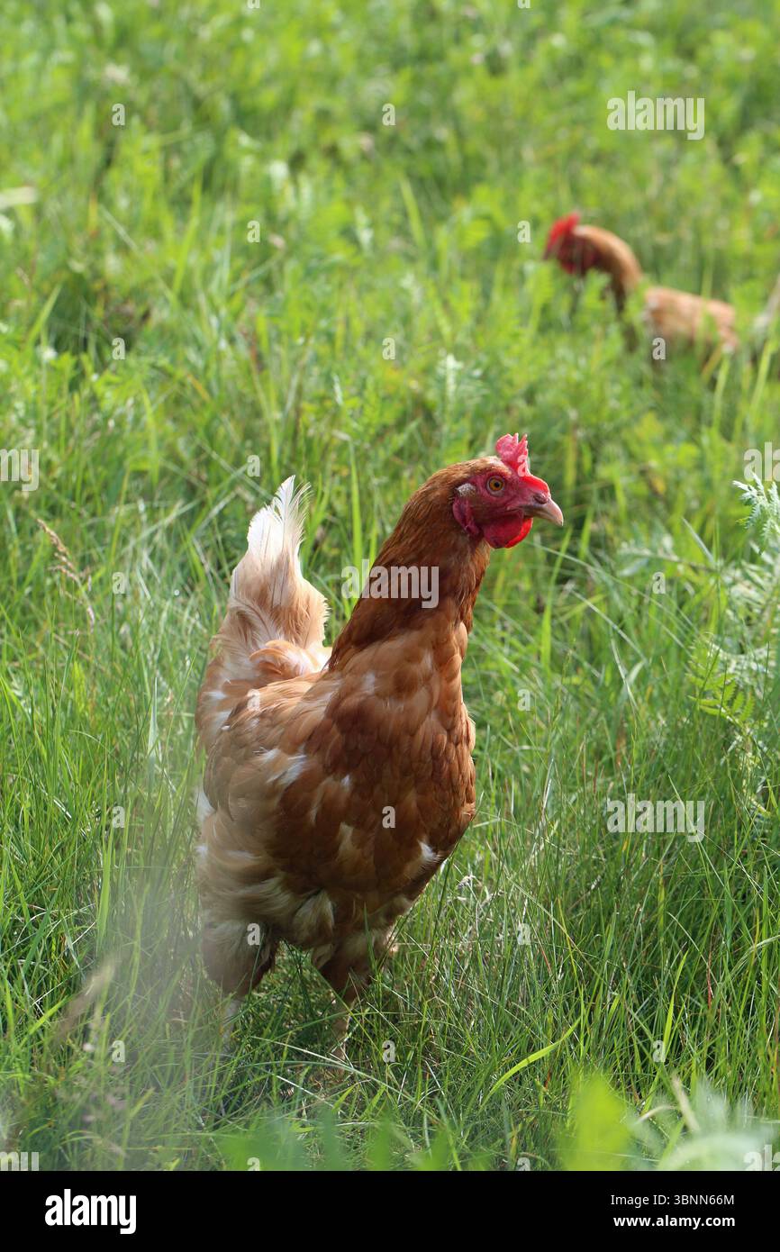 Free-range chickens on a laying farm Stock Photo - Alamy