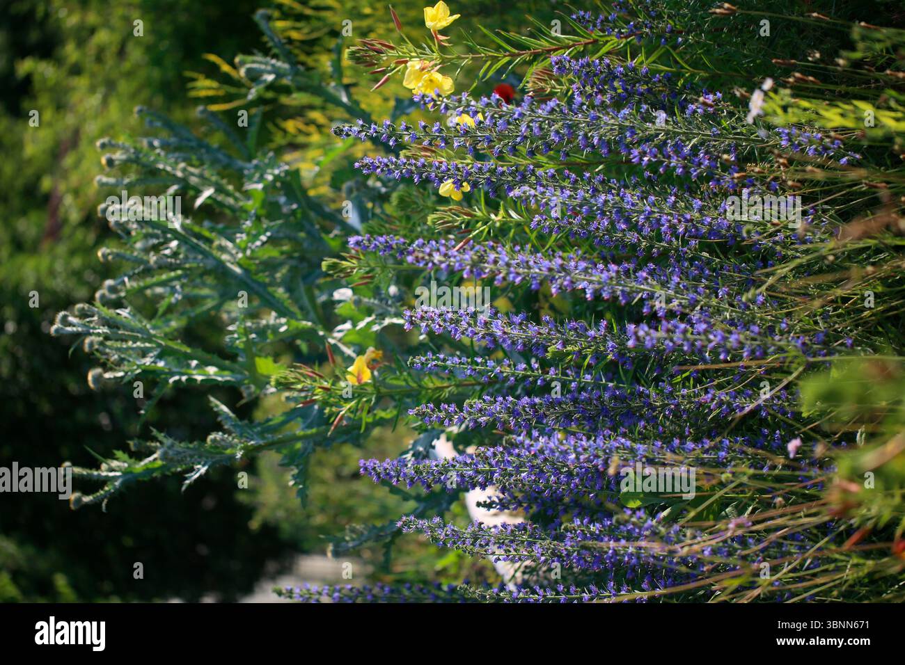 Common viper's bugloss (Echium vulgare) with a common cotton thistle ...